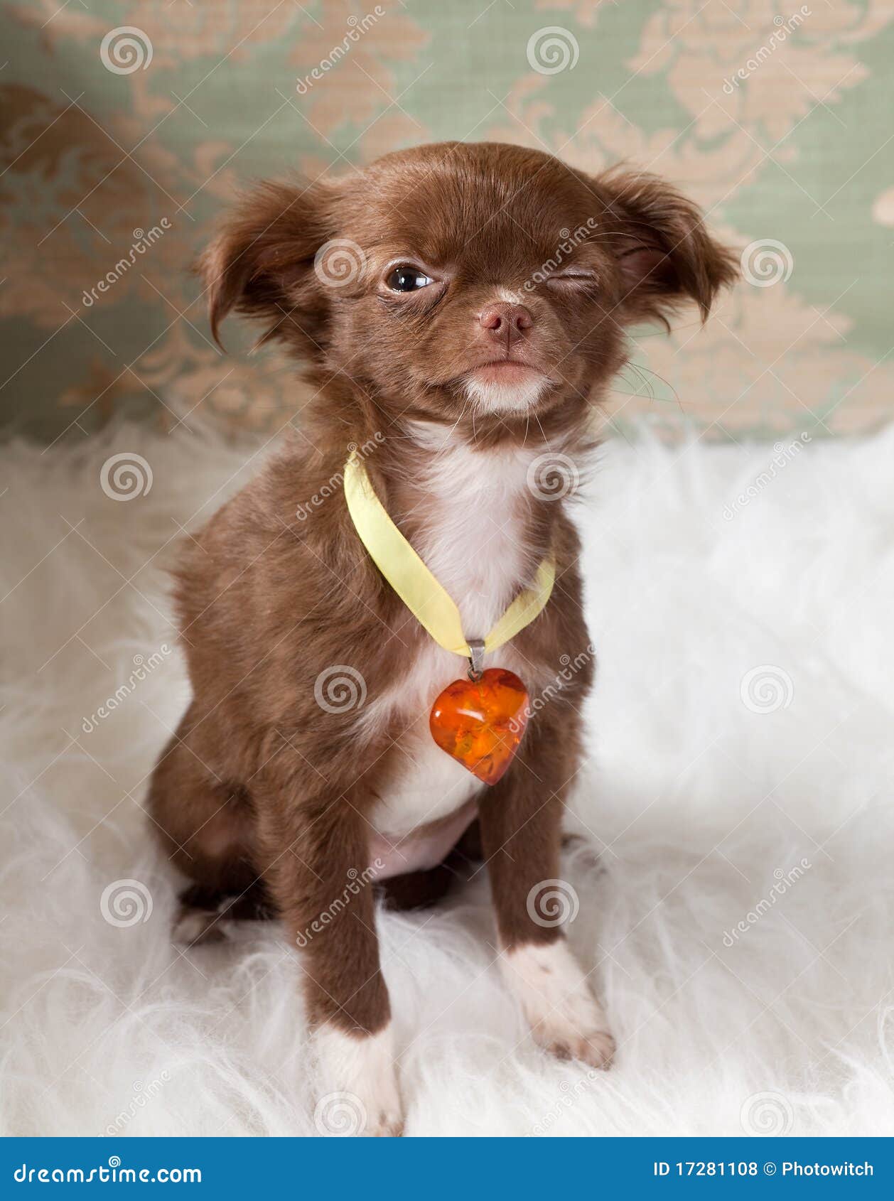 Winking Puppy Dog Royalty Free Stock Photos - Image: 17281108