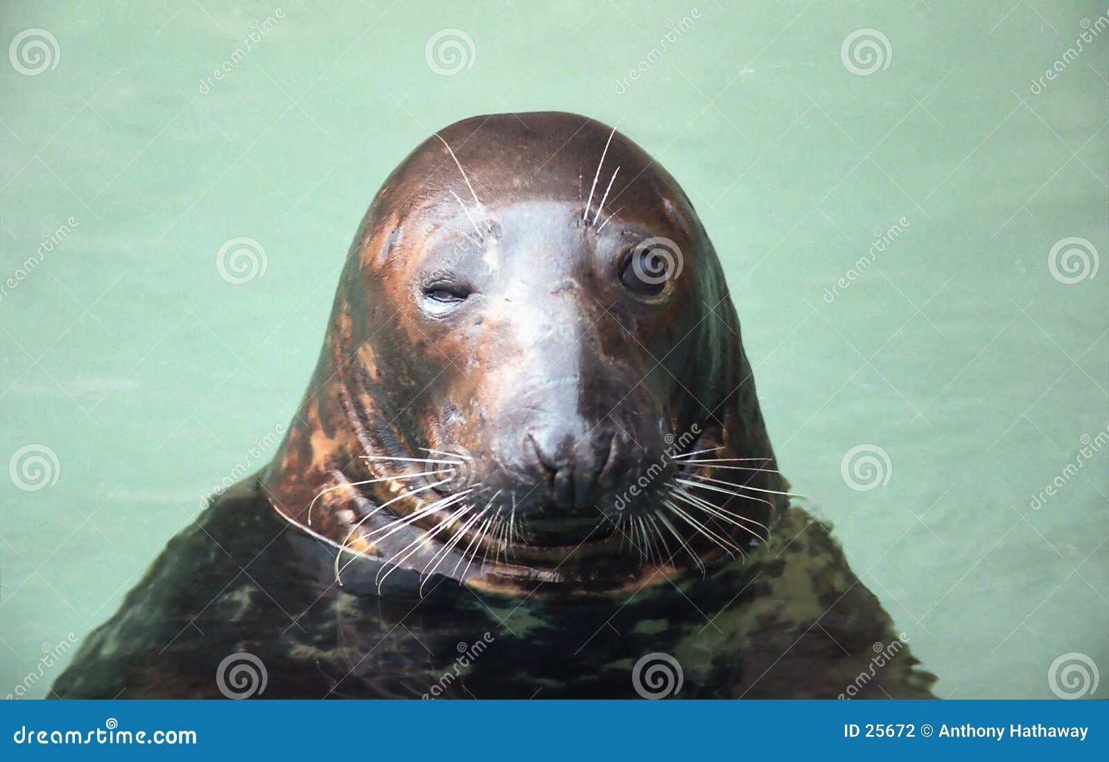 Winking seal stock photo. Image of expressive, animal, seal - 25672