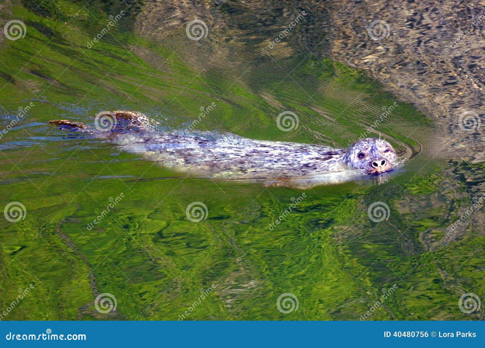 Washington State Seal Green Stock Photos - Free & Royalty-Free Stock ...