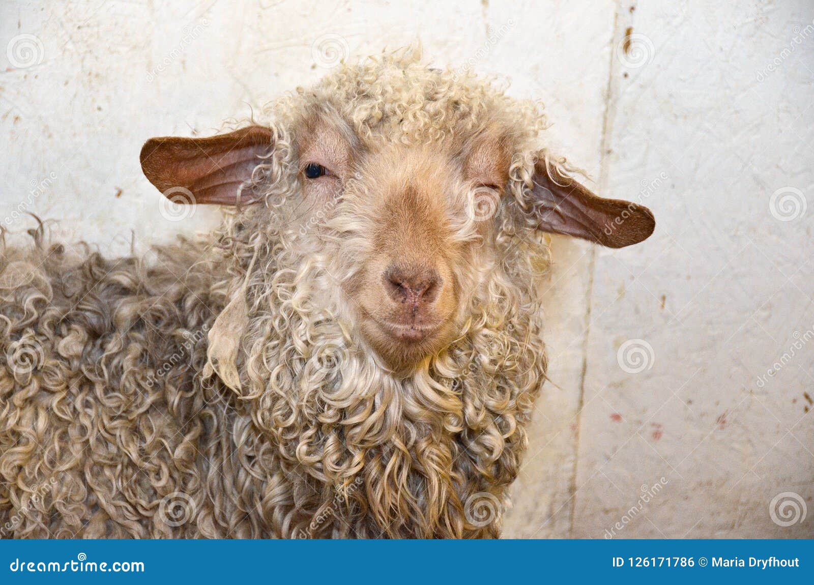 Winking Sheep with Matted Wool Stock Photo - Image of barn, humor ...