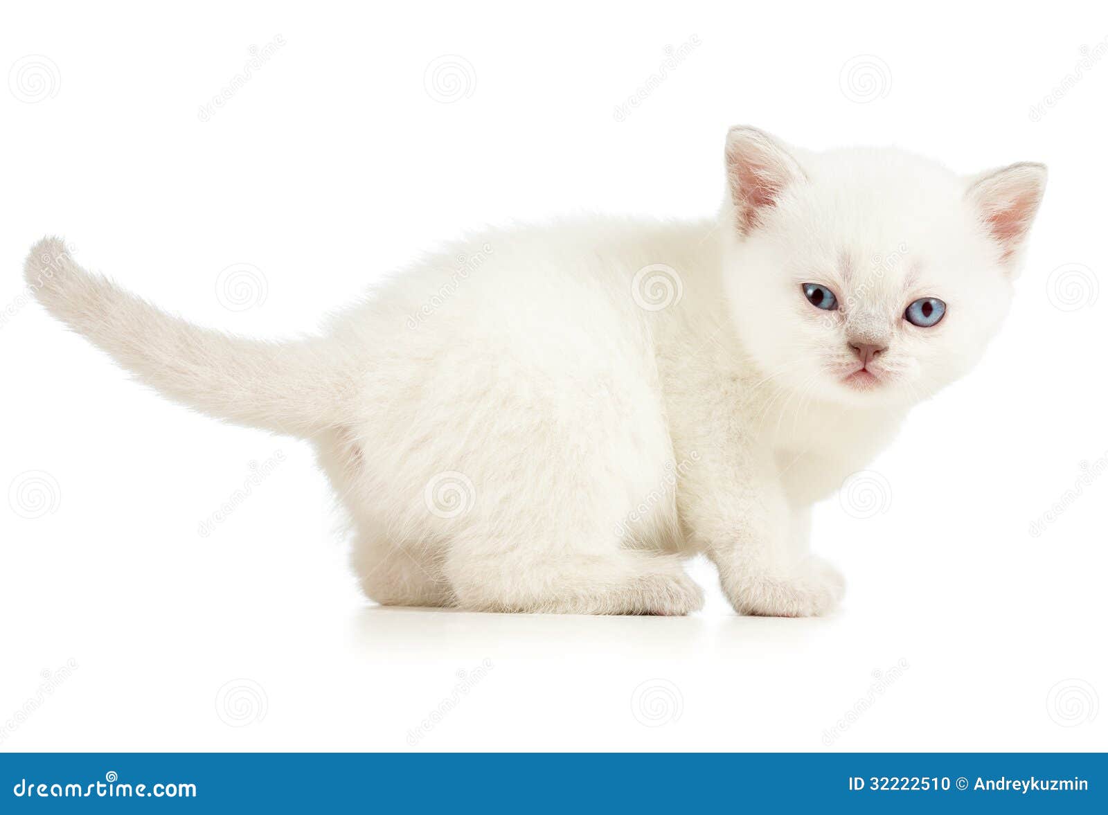 Winking white kitten stock photo. Image of pedigreed - 32222510