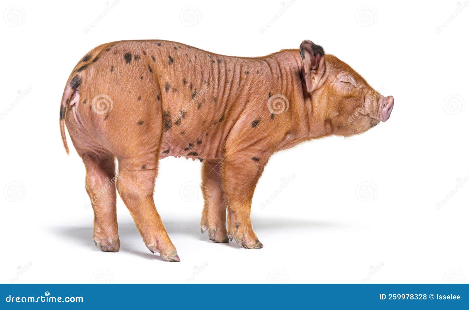 Winking Young Pig Mixedbreed, Isolated Stock Photo - Image of spotted ...