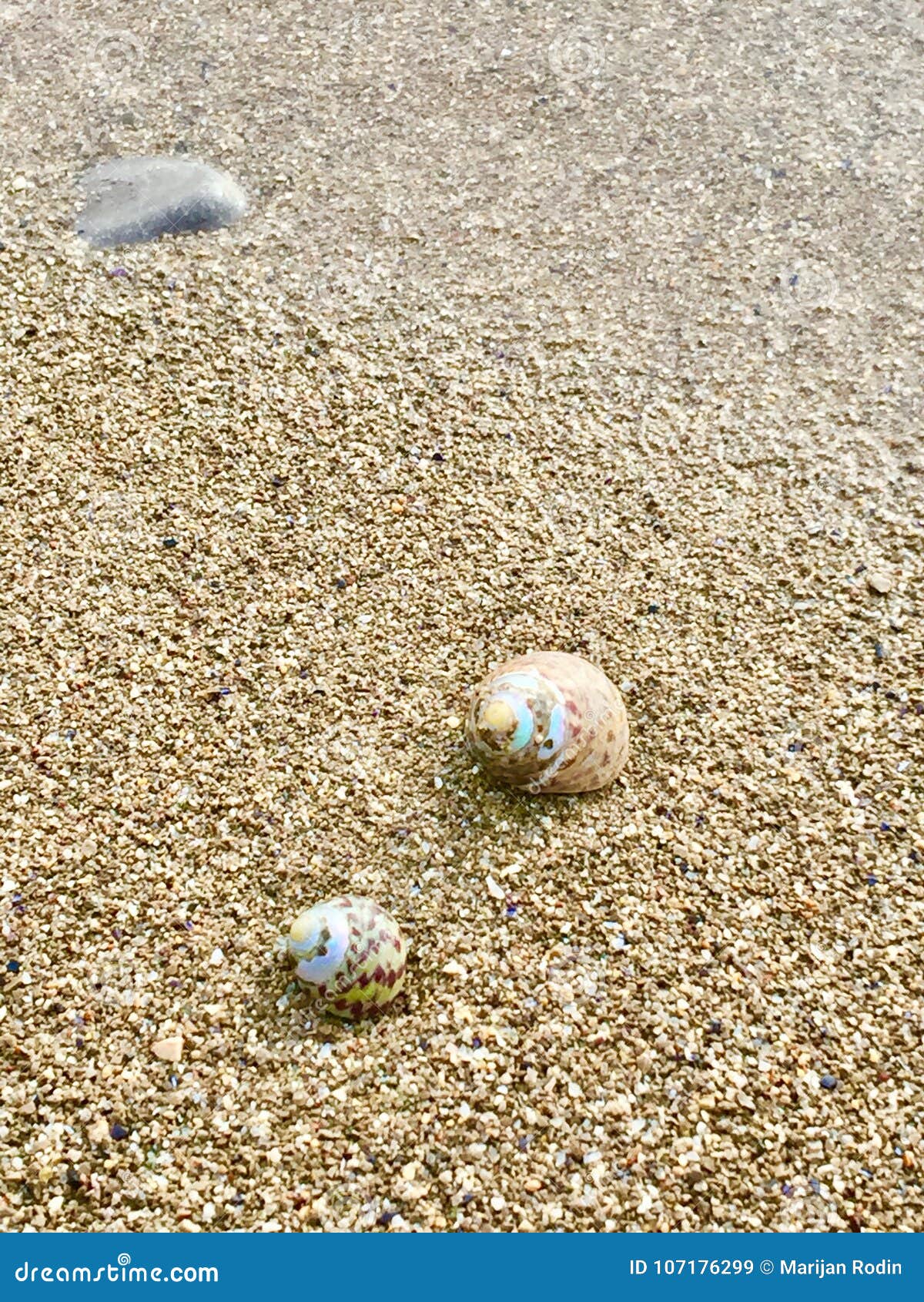 Winkle stock image. Image of winkle, shell, sand, sealife - 107176299