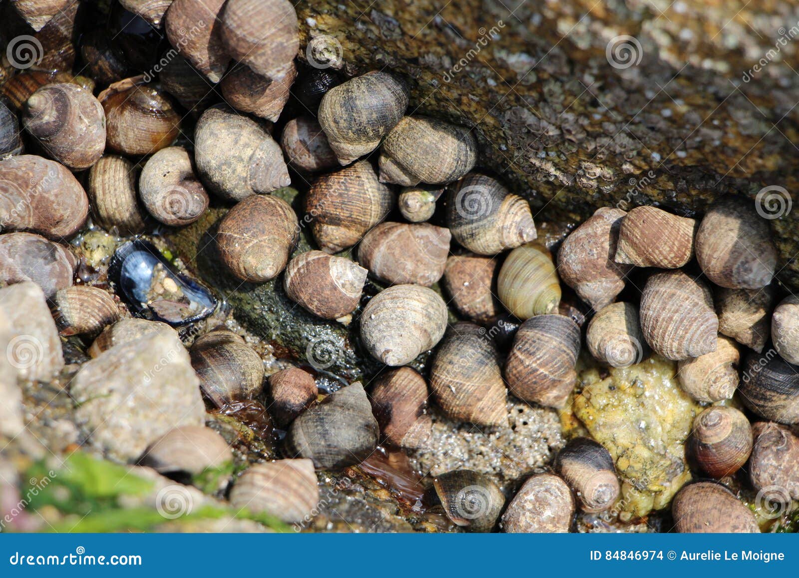 Winkles between rocks stock photo. Image of periwinkle - 84846974