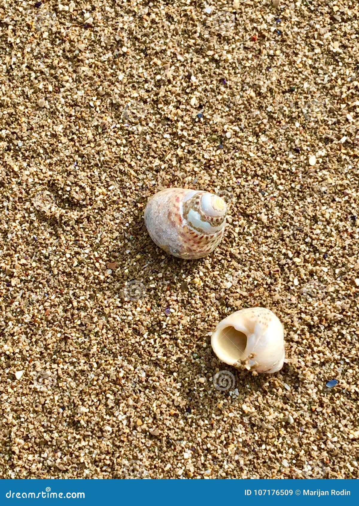 Winkle stock image. Image of seafood, food, sealife - 107176509