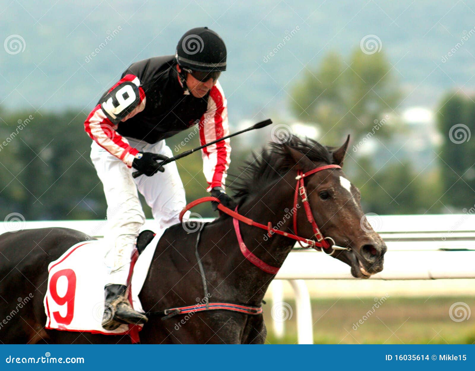 The Winner. stock photo. Image of competition, horse - 16035614