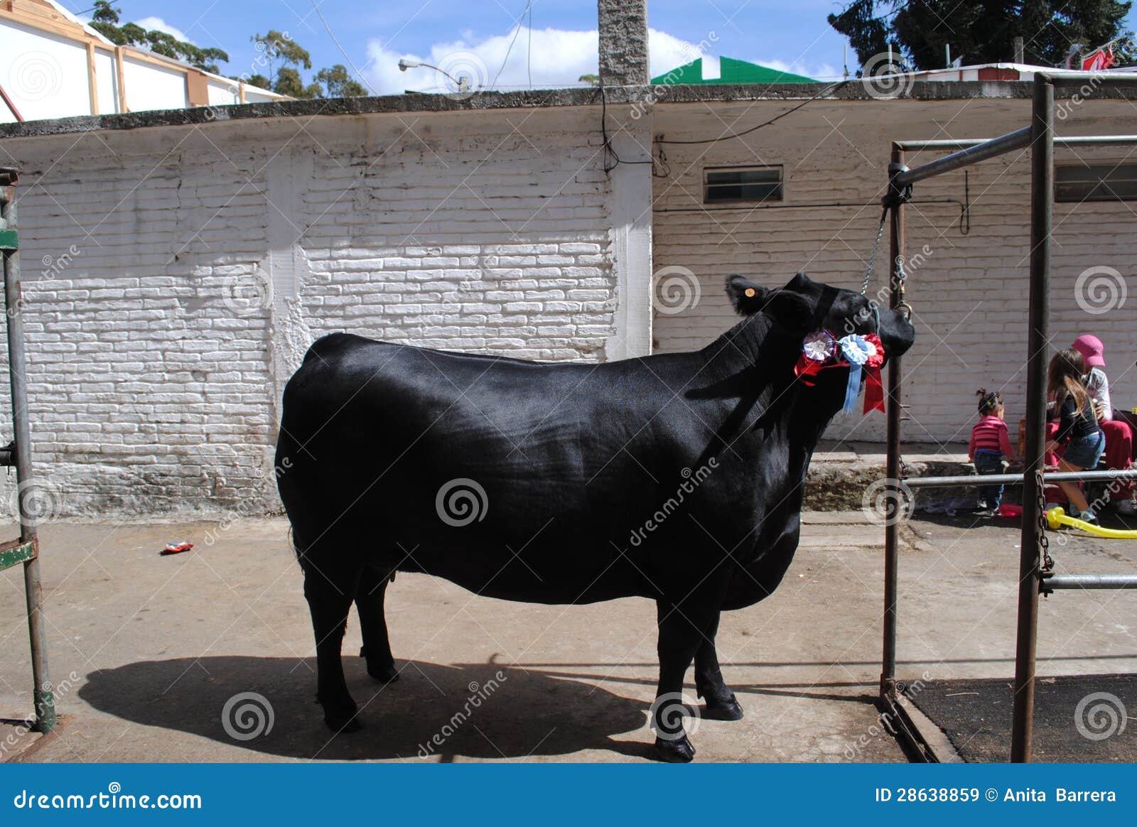Winner angus cow editorial stock image. Image of uruguay - 28638859