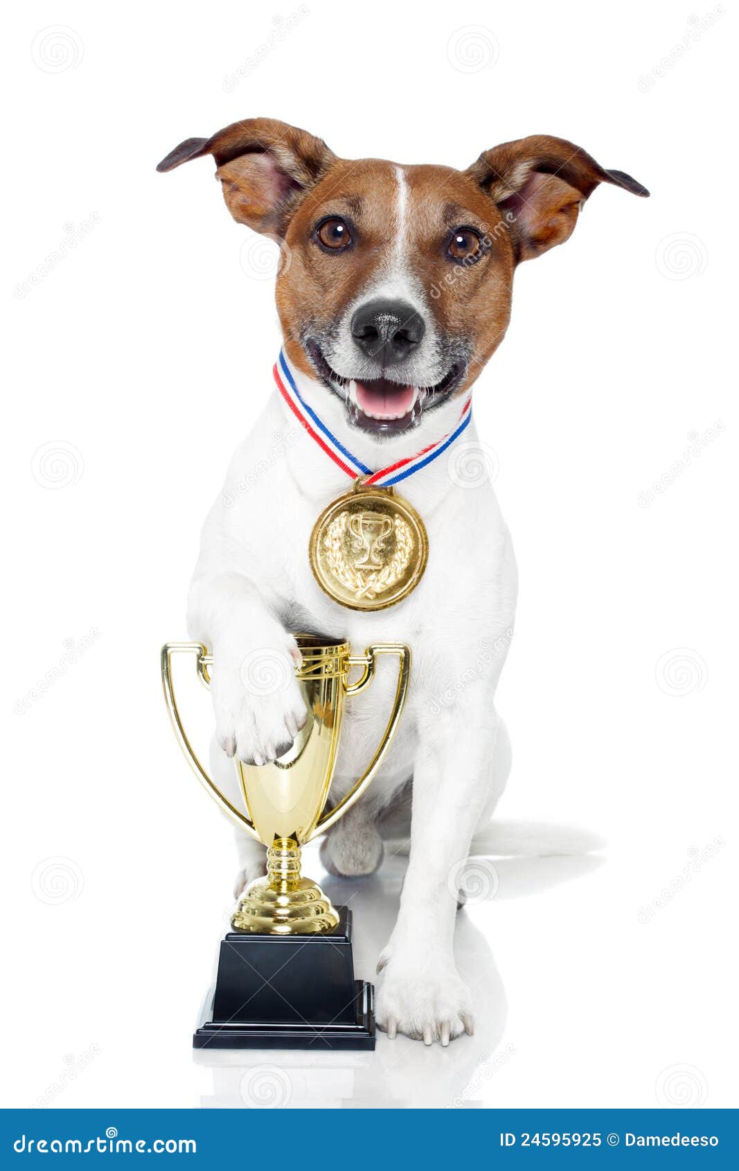 Winner dog stock image. Image of pedigree, contest, merit - 24595925