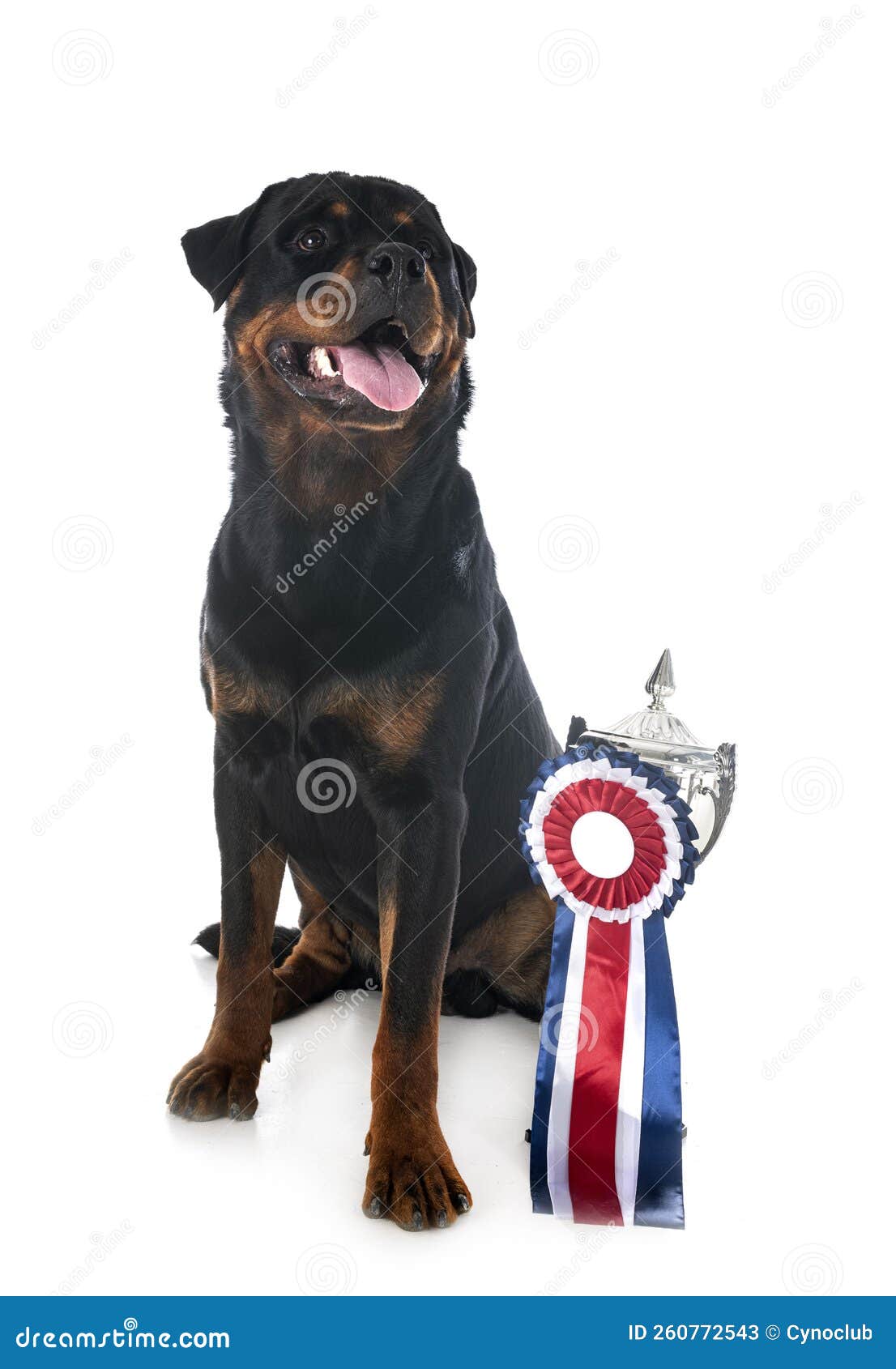 Winner dog in studio stock image. Image of exposition - 260772543