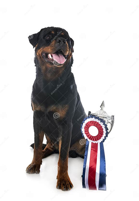 Winner dog in studio stock image. Image of exposition - 260772543