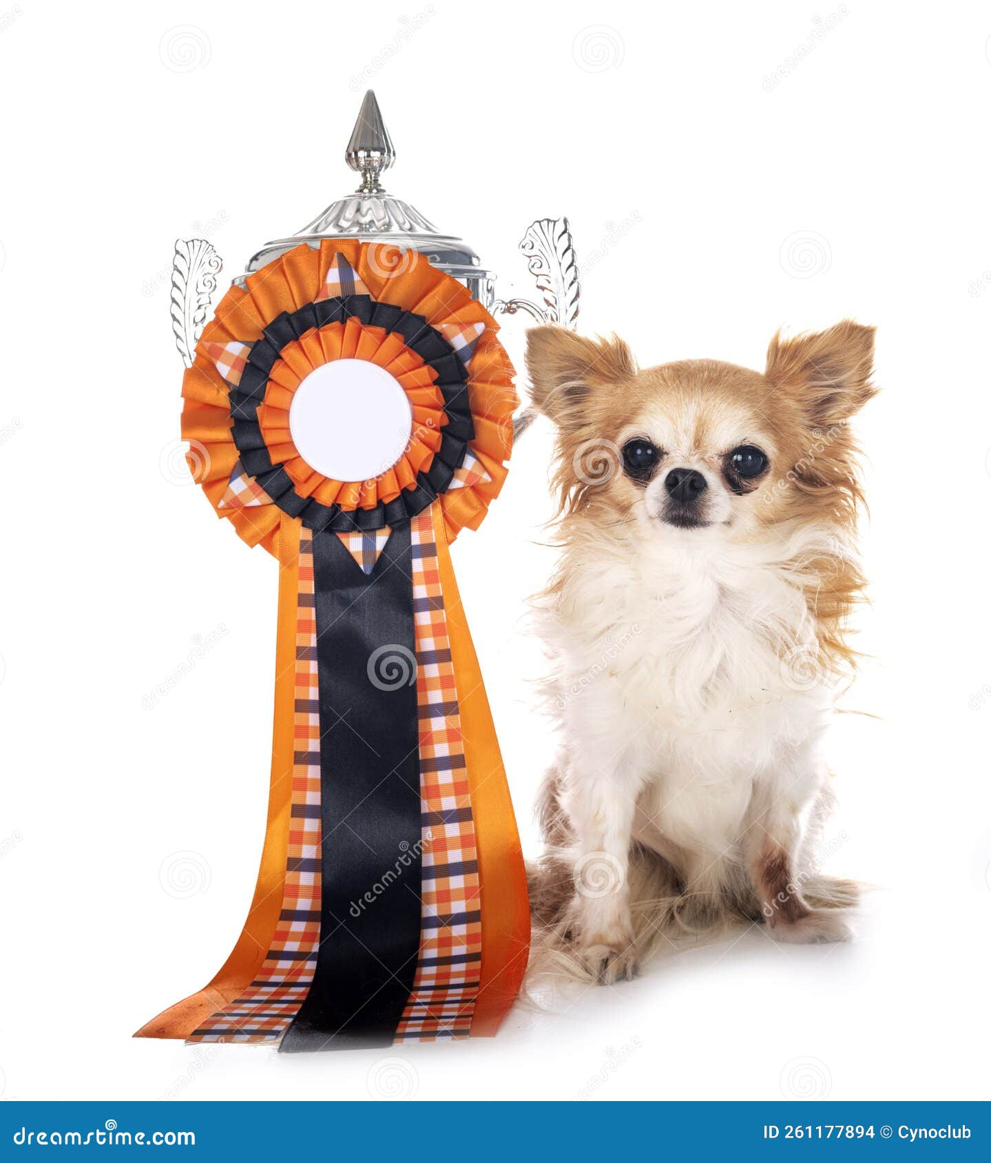 Winner dog in studio stock photo. Image of winner, isolated - 261177894