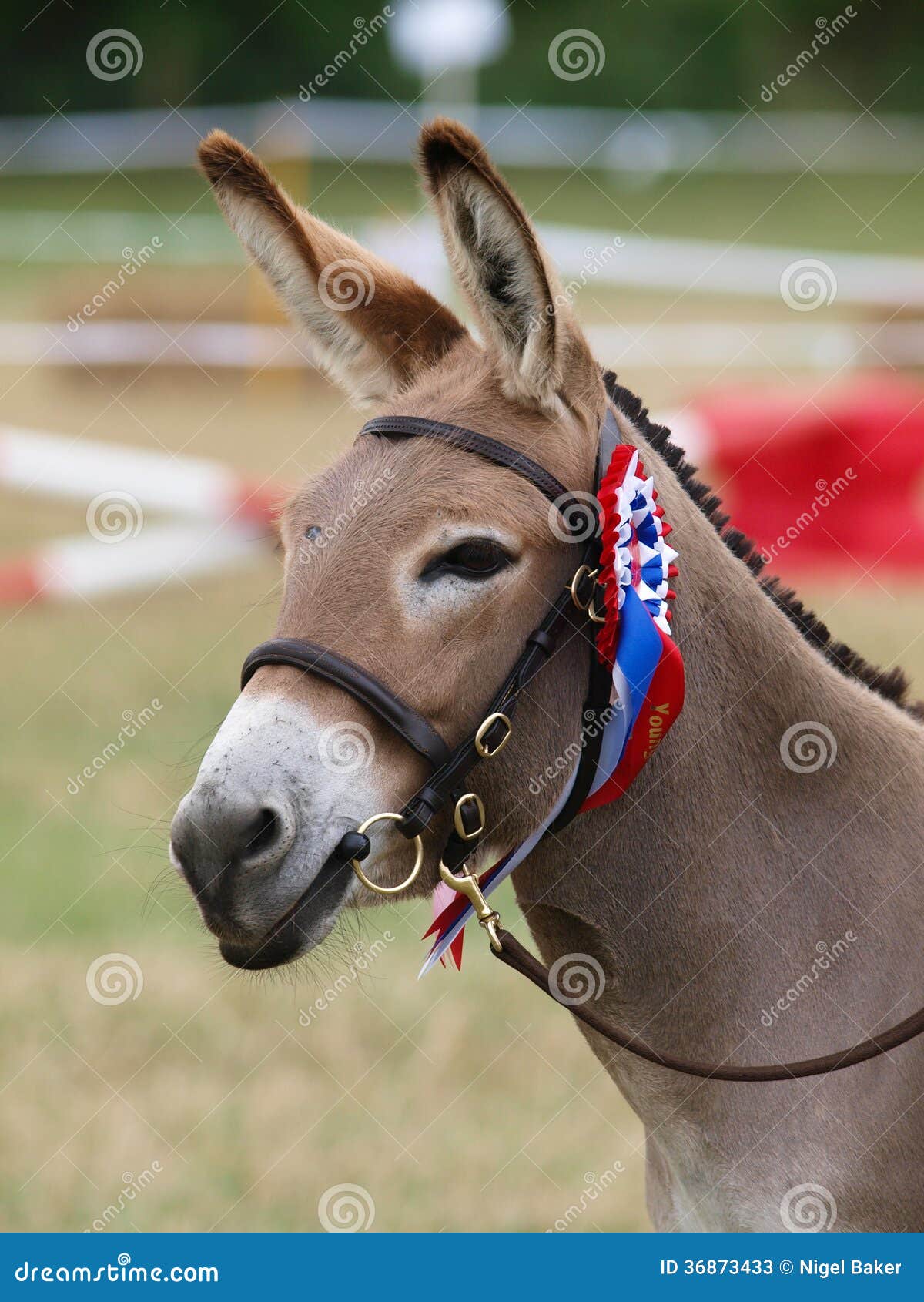 Winning Donkey stock image. Image of equine, stubborn - 36873433