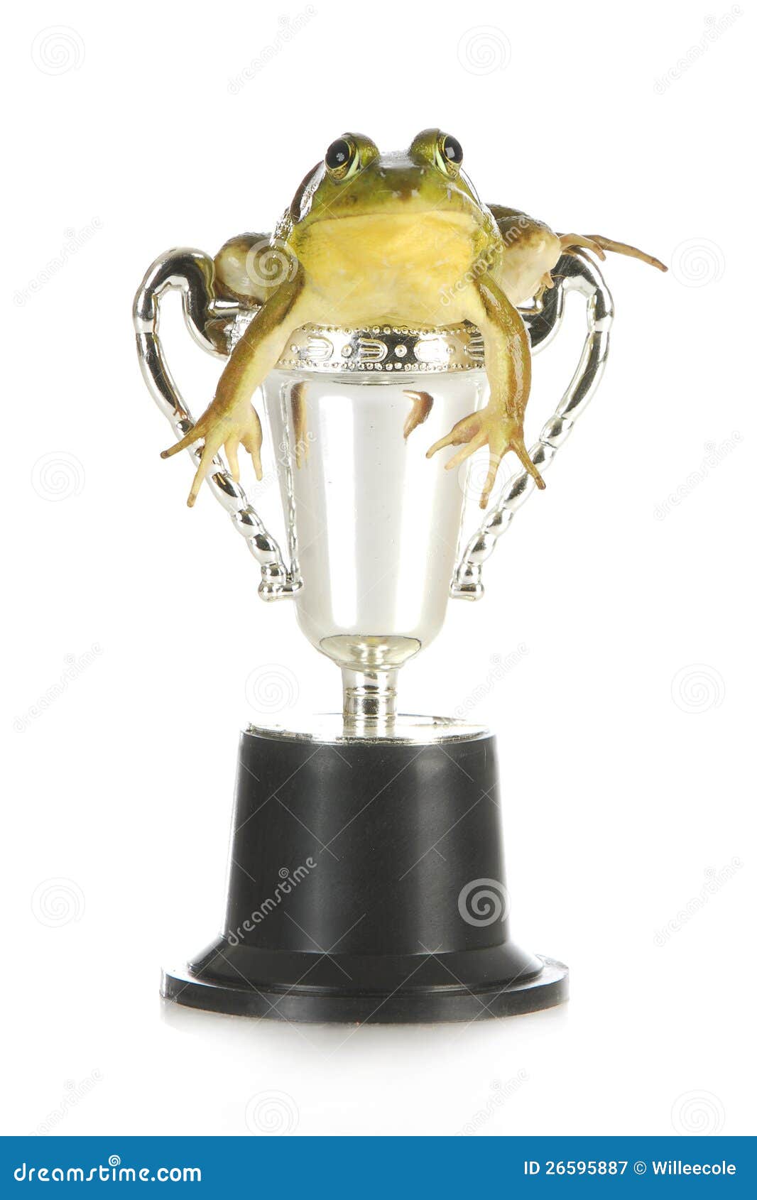 Frog In A Trophy Stock Image | CartoonDealer.com #26595901