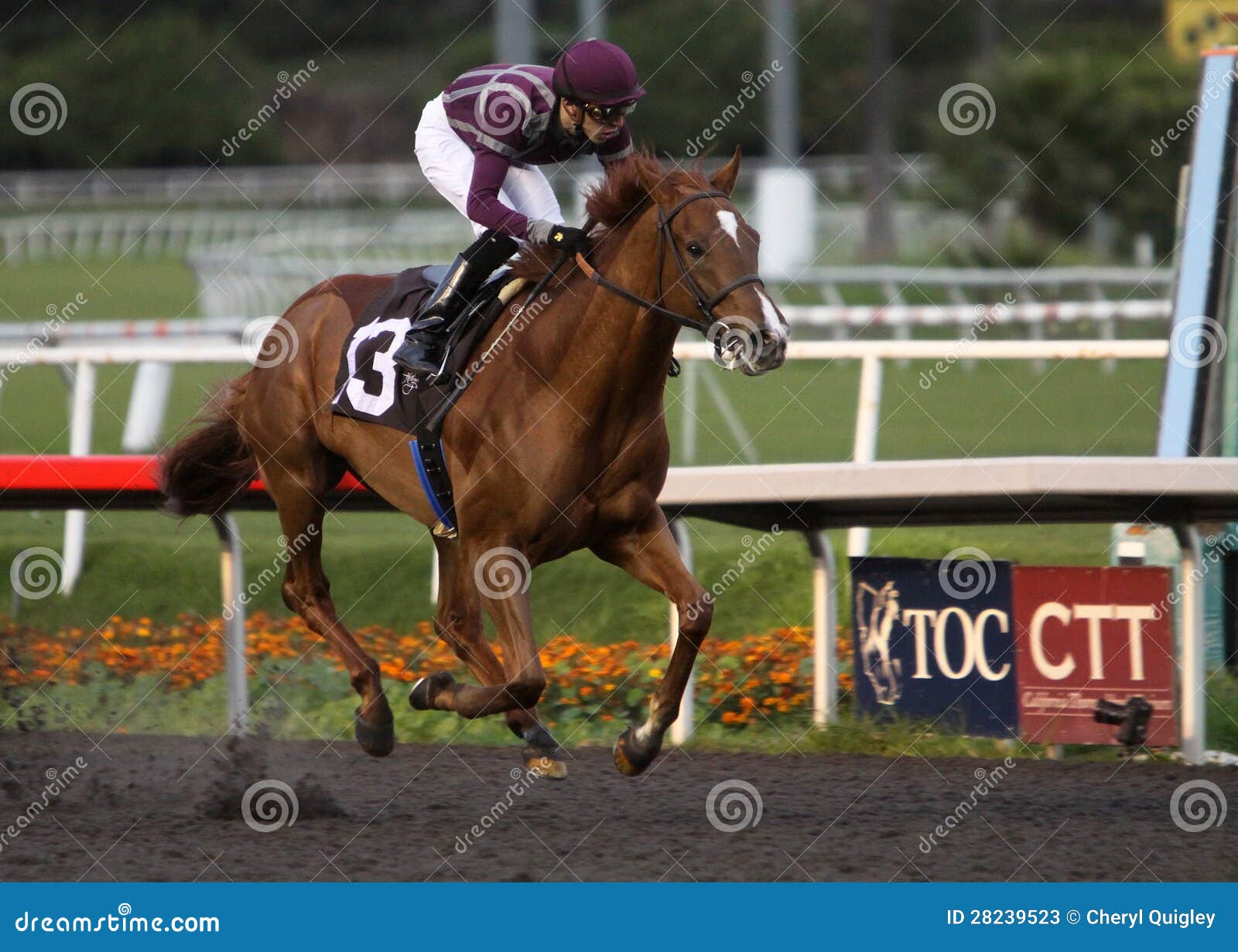 Winning His First Race editorial stock photo. Image of hippodrome ...