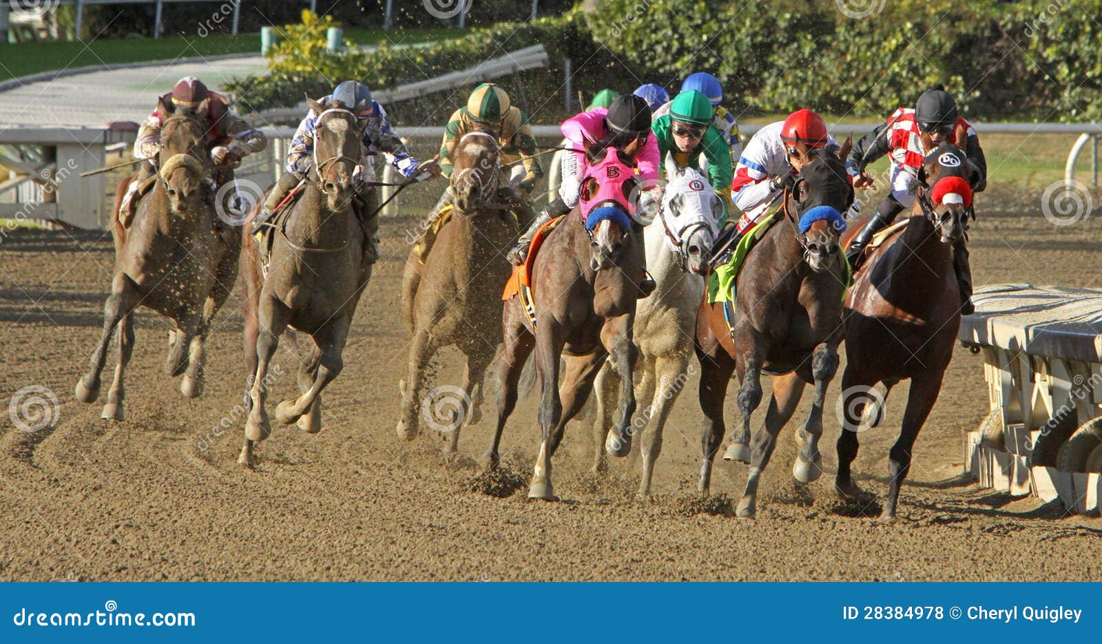 Winning His First Race editorial stock photo. Image of hippodrome ...