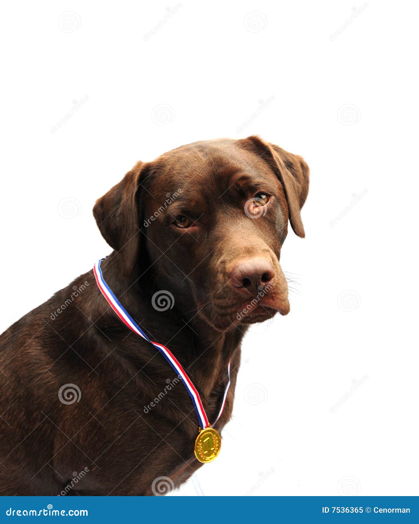 Winning labrador stock image. Image of doggie, prize, chocolate - 7536365