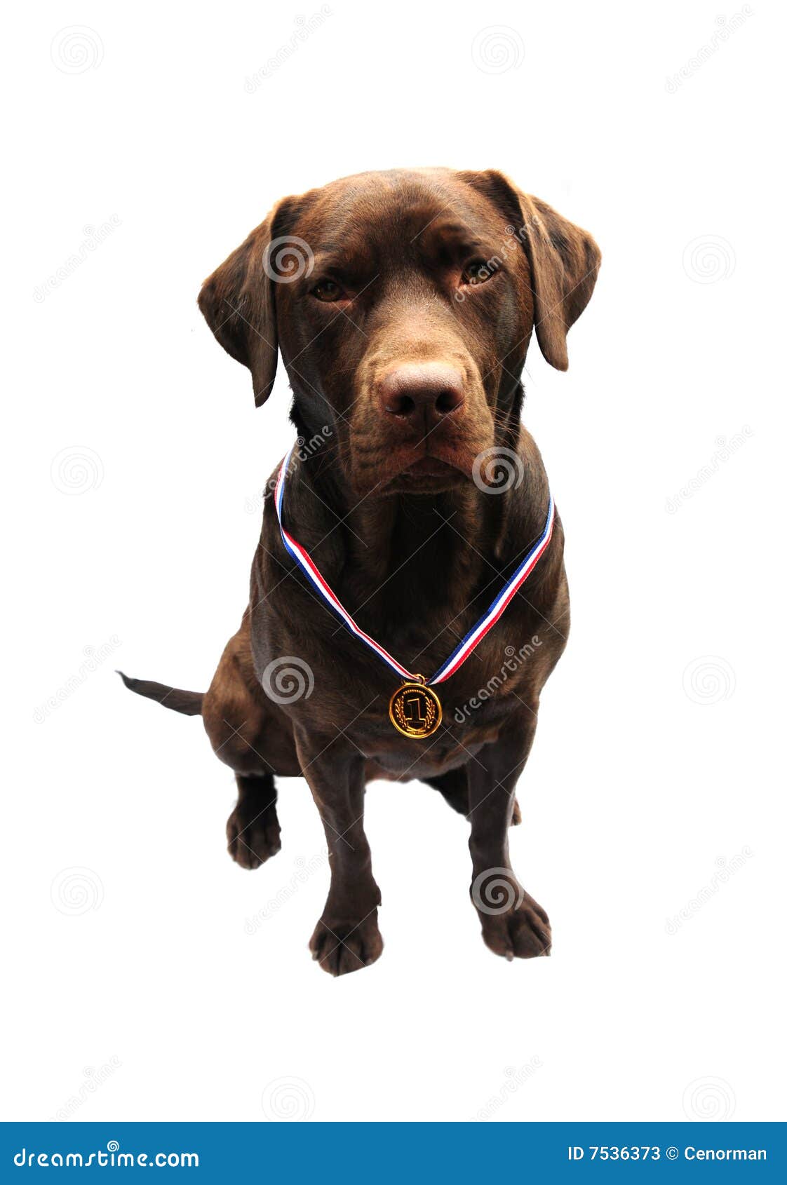 Winning labrador stock image. Image of doggie, sporting - 7536373