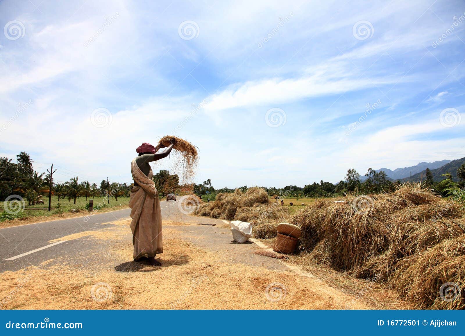 Winnowing activity editorial photo. Image of chaff, rice - 16772501