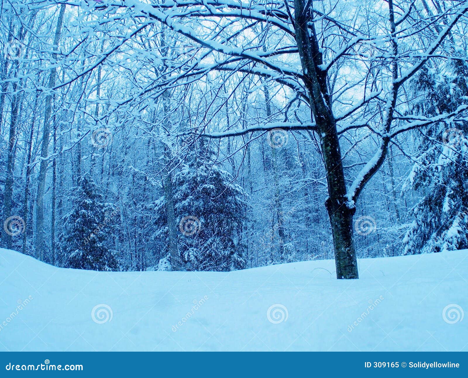 Winter stock image. Image of trees, cold, quiet, winter - 309165