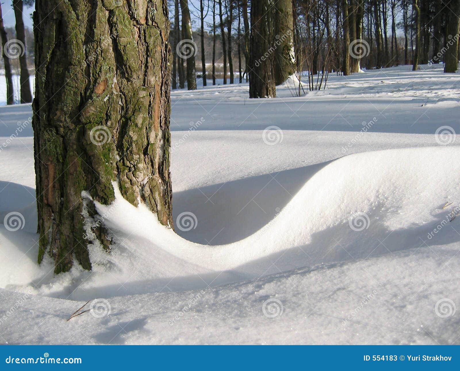 Winter. stock image. Image of forest, line, tree, white - 554183