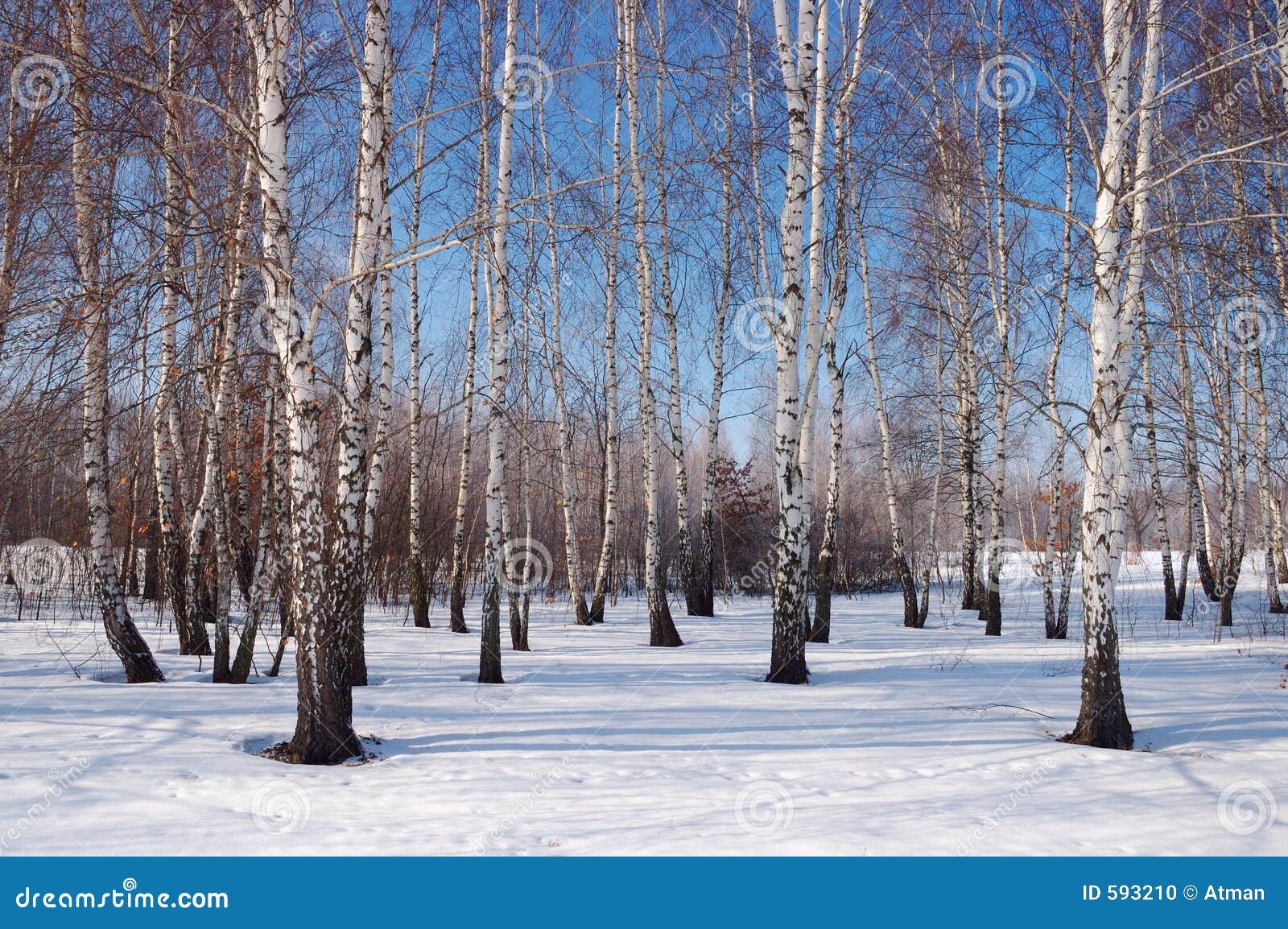 Winter stock photo. Image of white, birch, blue, cold, birches - 593210