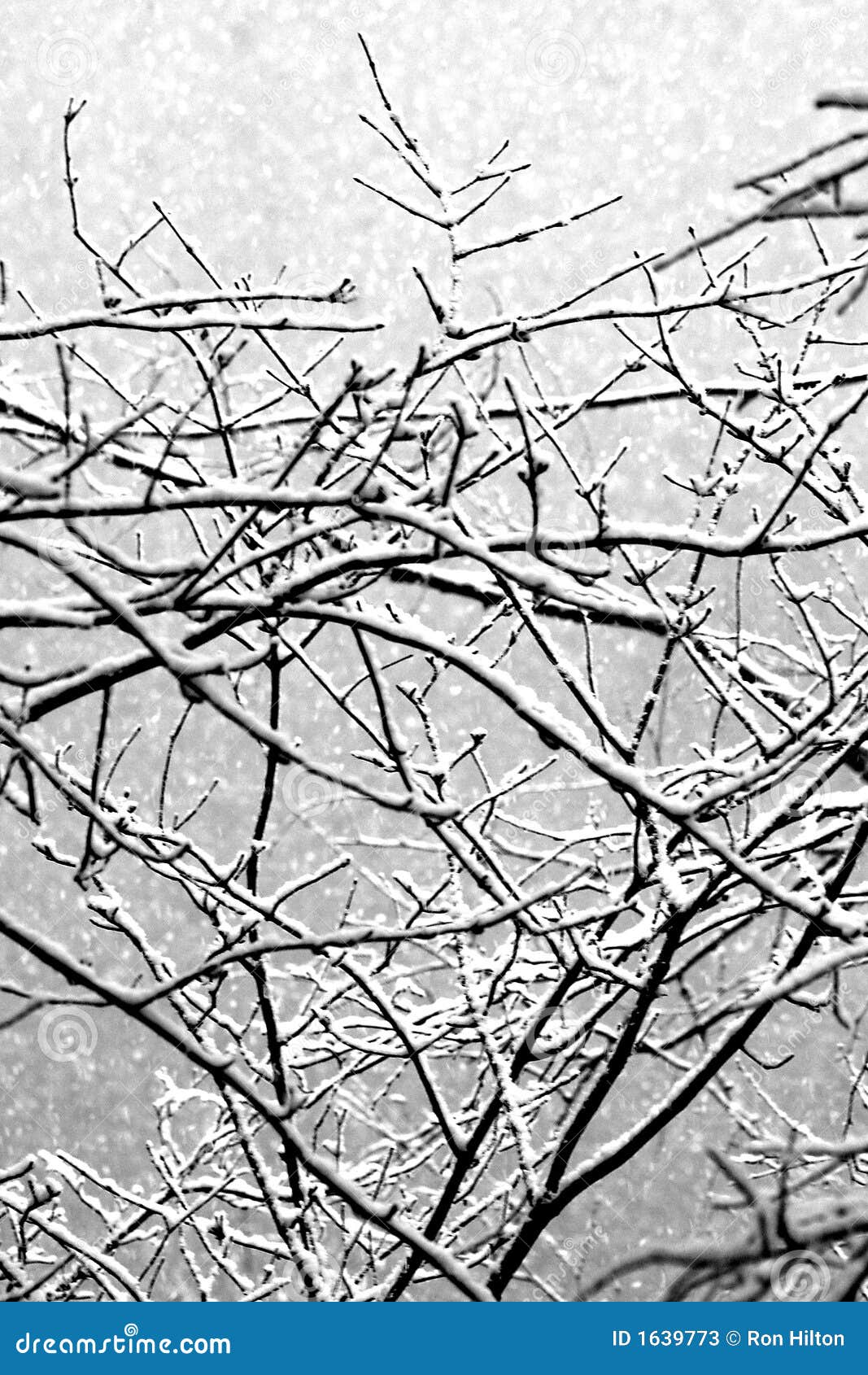 Winter Abstract stock image. Image of flora, willow, christmas - 1639773