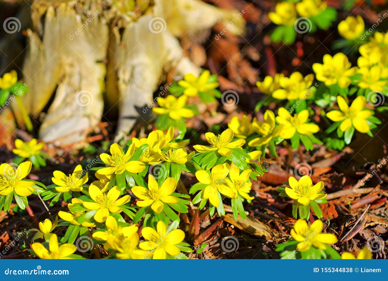 Winter Aconite is Blooming in Yellow Stock Photo - Image of hyemalis ...