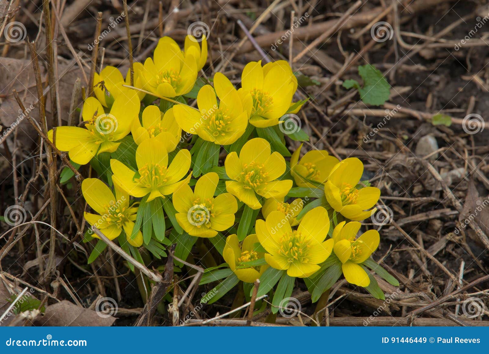 Winter Aconite - Eranthis Hyemalis Stock Image - Image of flowers ...