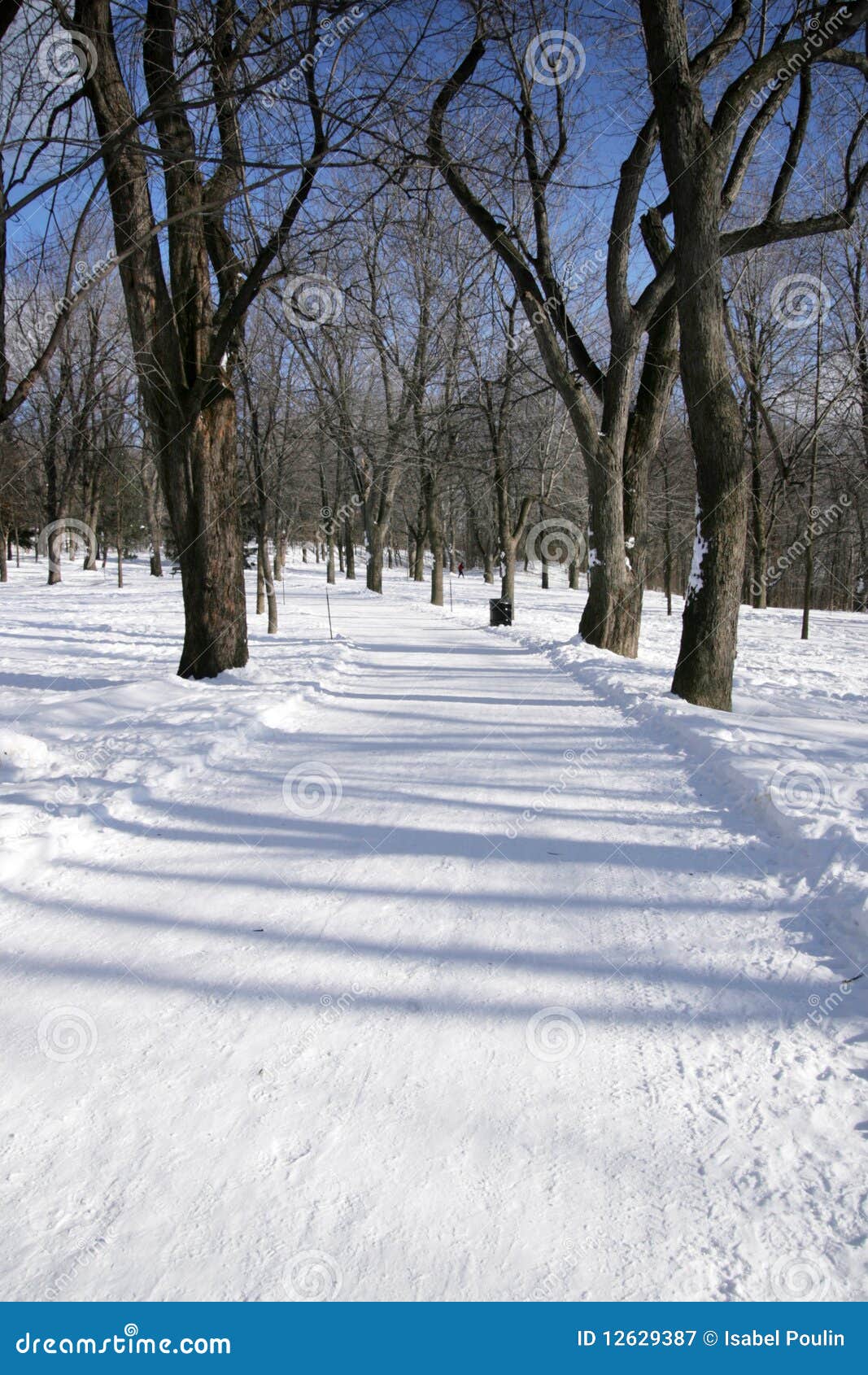 Winter alley stock image. Image of chill, landscape, january - 12629387