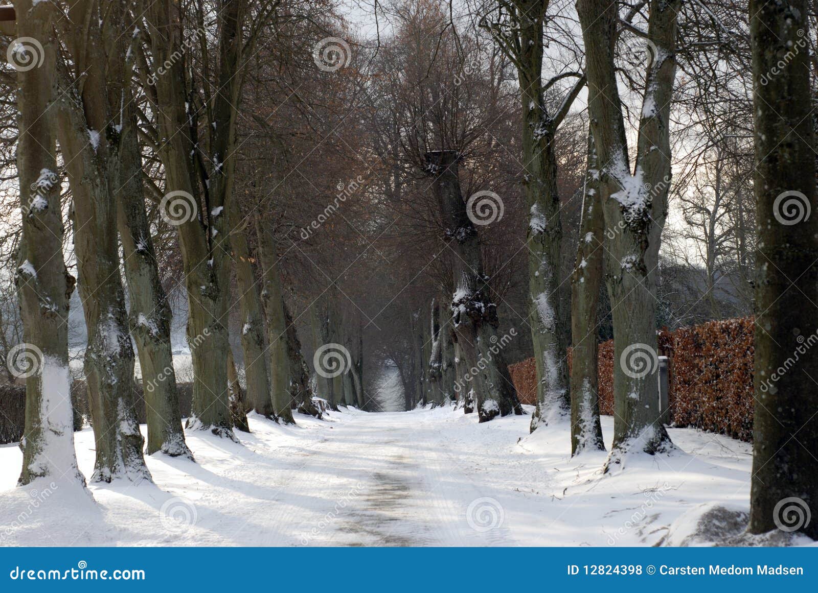 Winter alley stock photo. Image of frozen, forest, road - 12824398