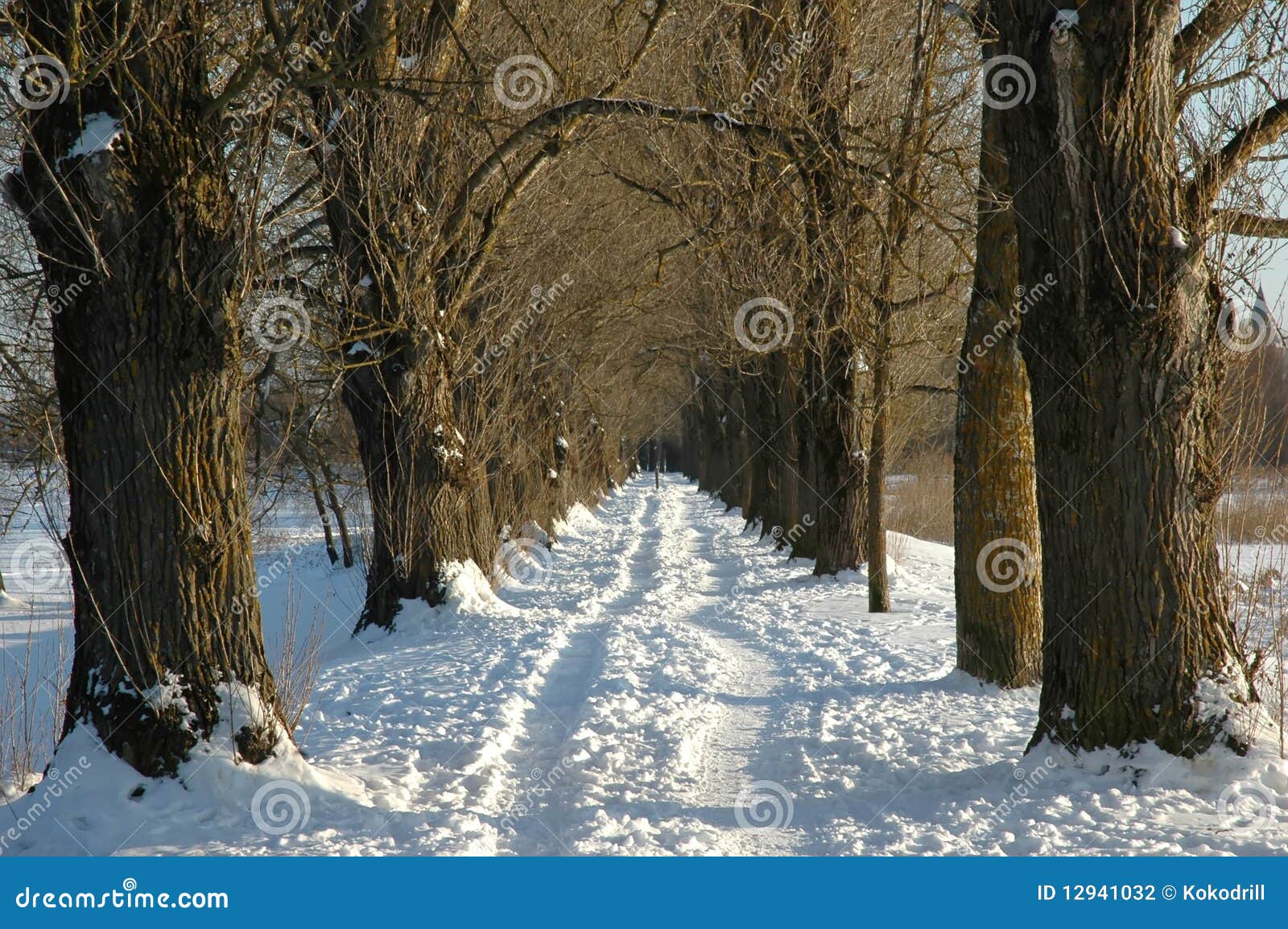 Winter alley stock photo. Image of path, cool, december - 12941032