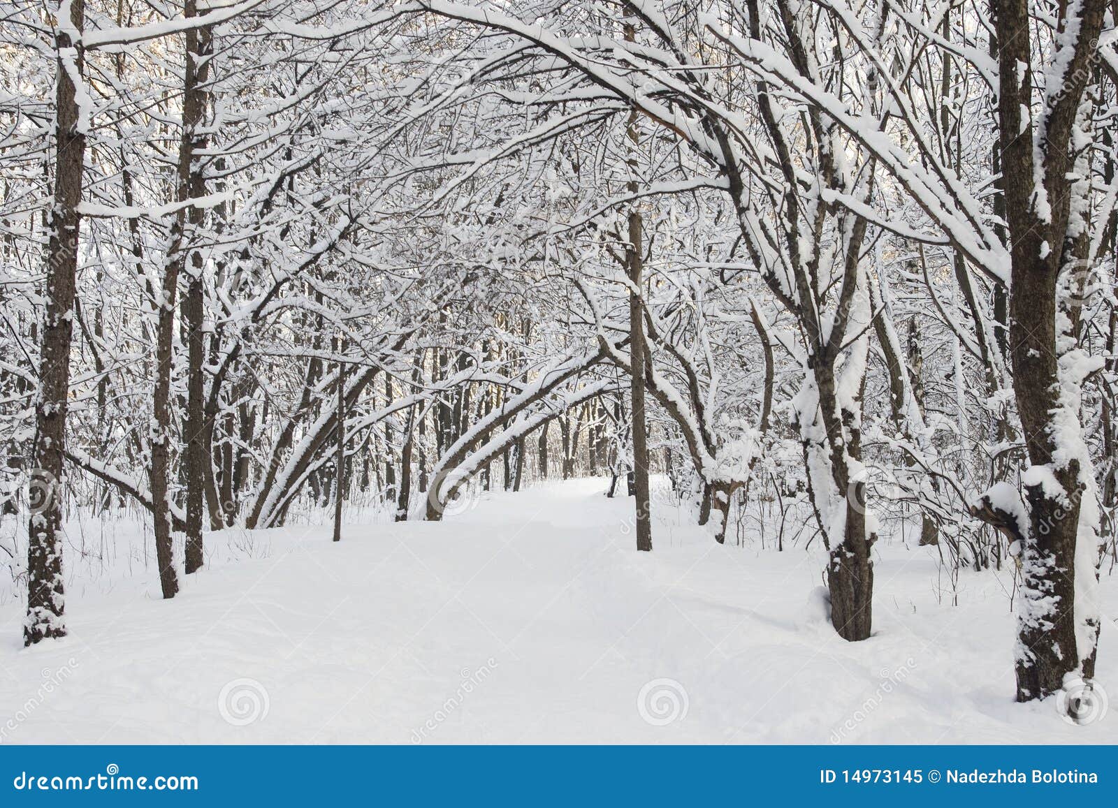 Winter alley stock image. Image of grove, lane, scenics - 14973145