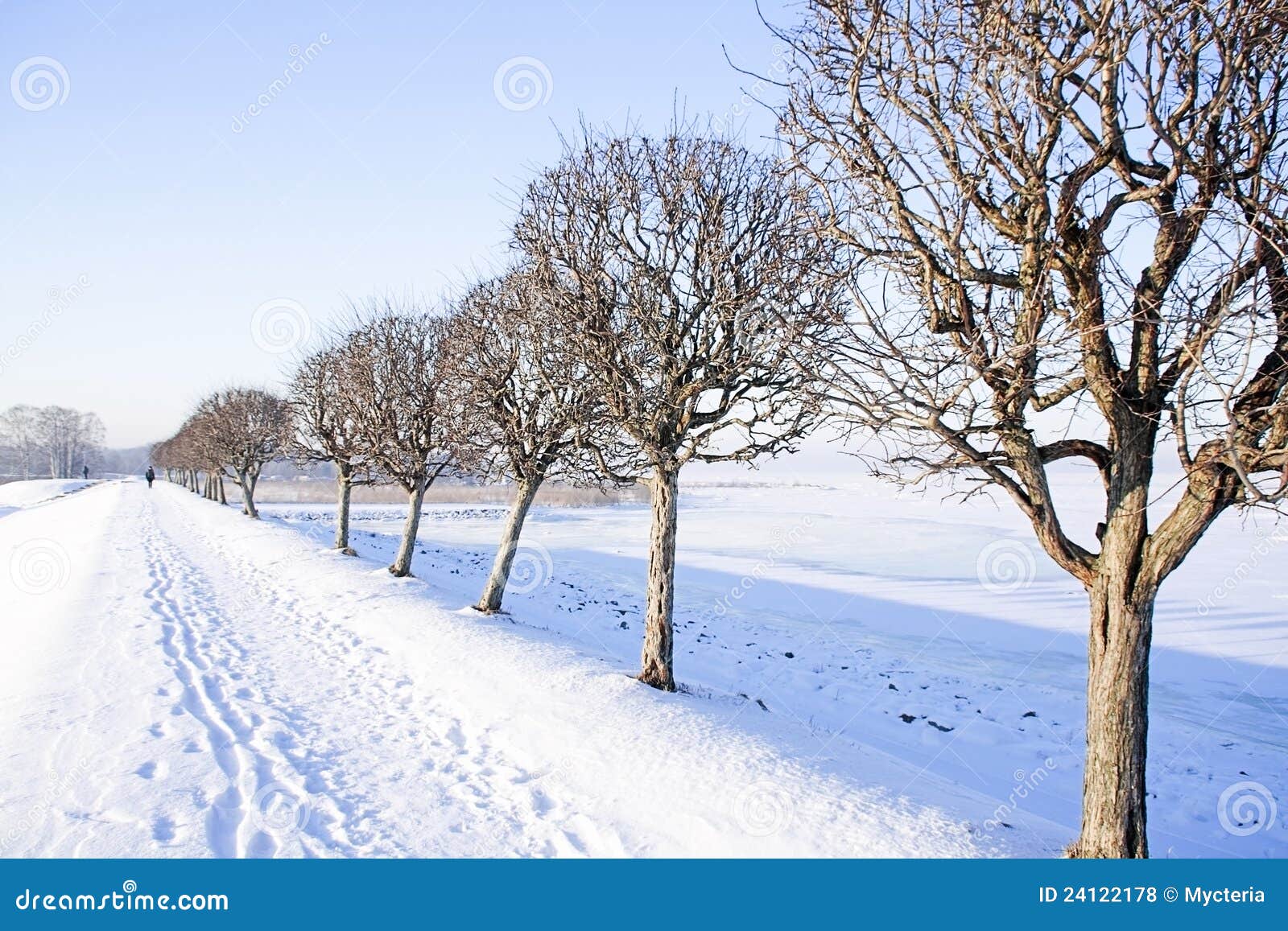 Winter alley stock photo. Image of frost, nature, blue - 24122178
