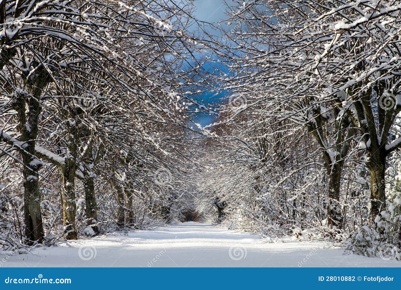 Winter alley stock photo. Image of forest, cold, branch - 28010882