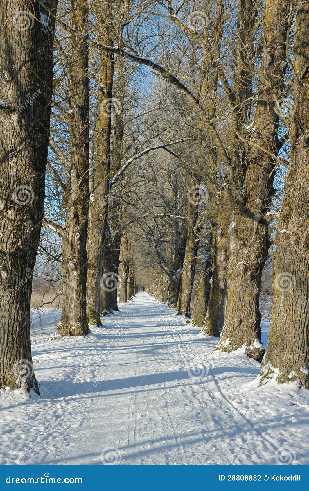 Winter alley stock photo. Image of path, countryside - 28808882