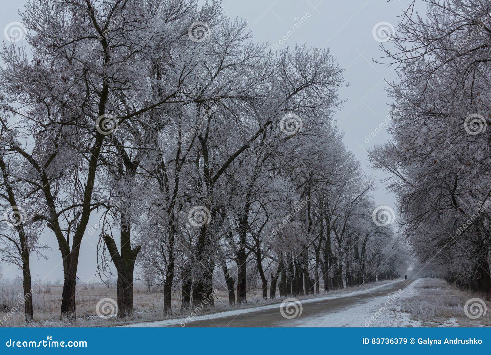 Winter alley stock image. Image of nature, december, loneliness - 83736379