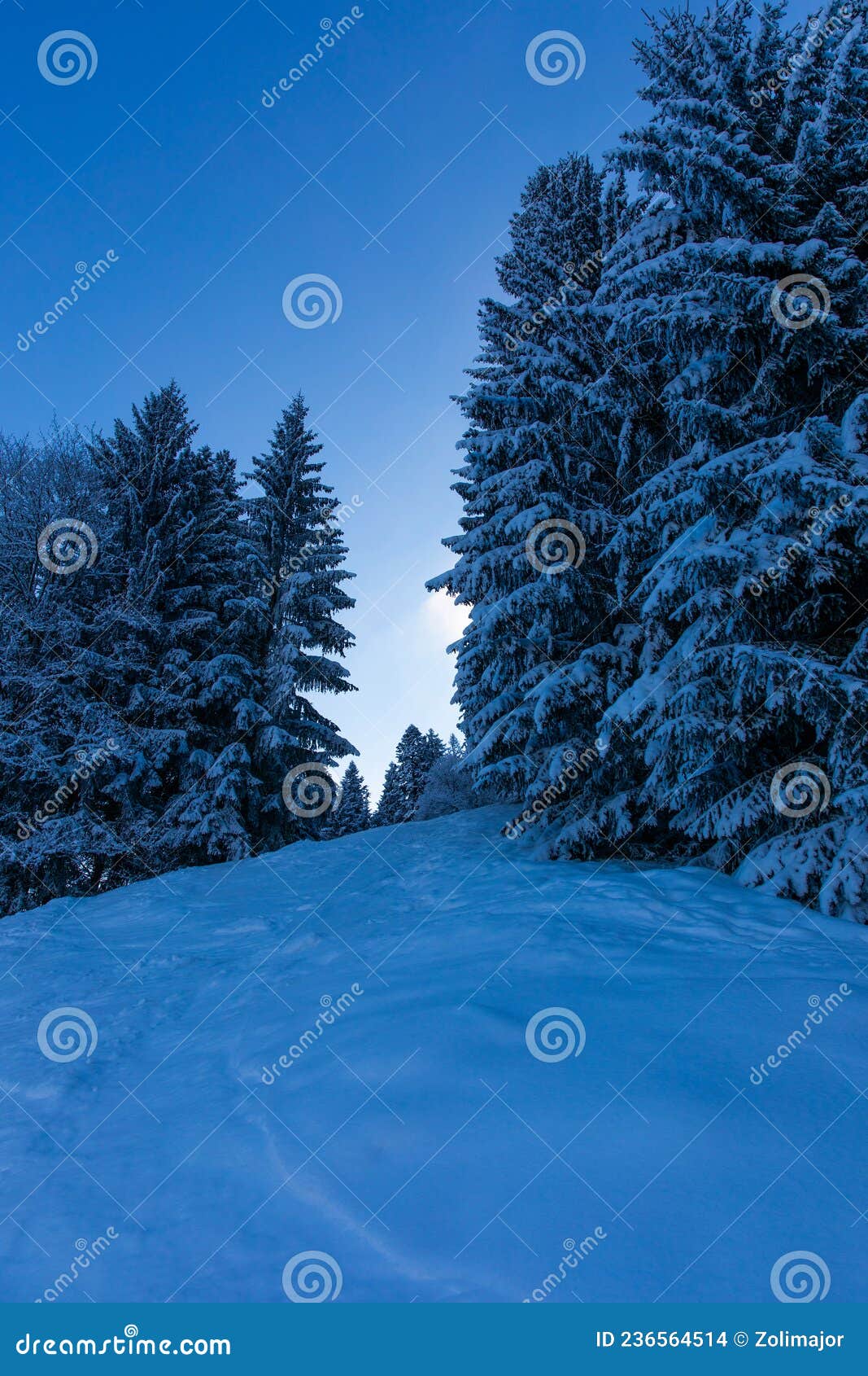 Winter Alpine Forest in the Bavarian Alps Stock Photo - Image of bayern ...