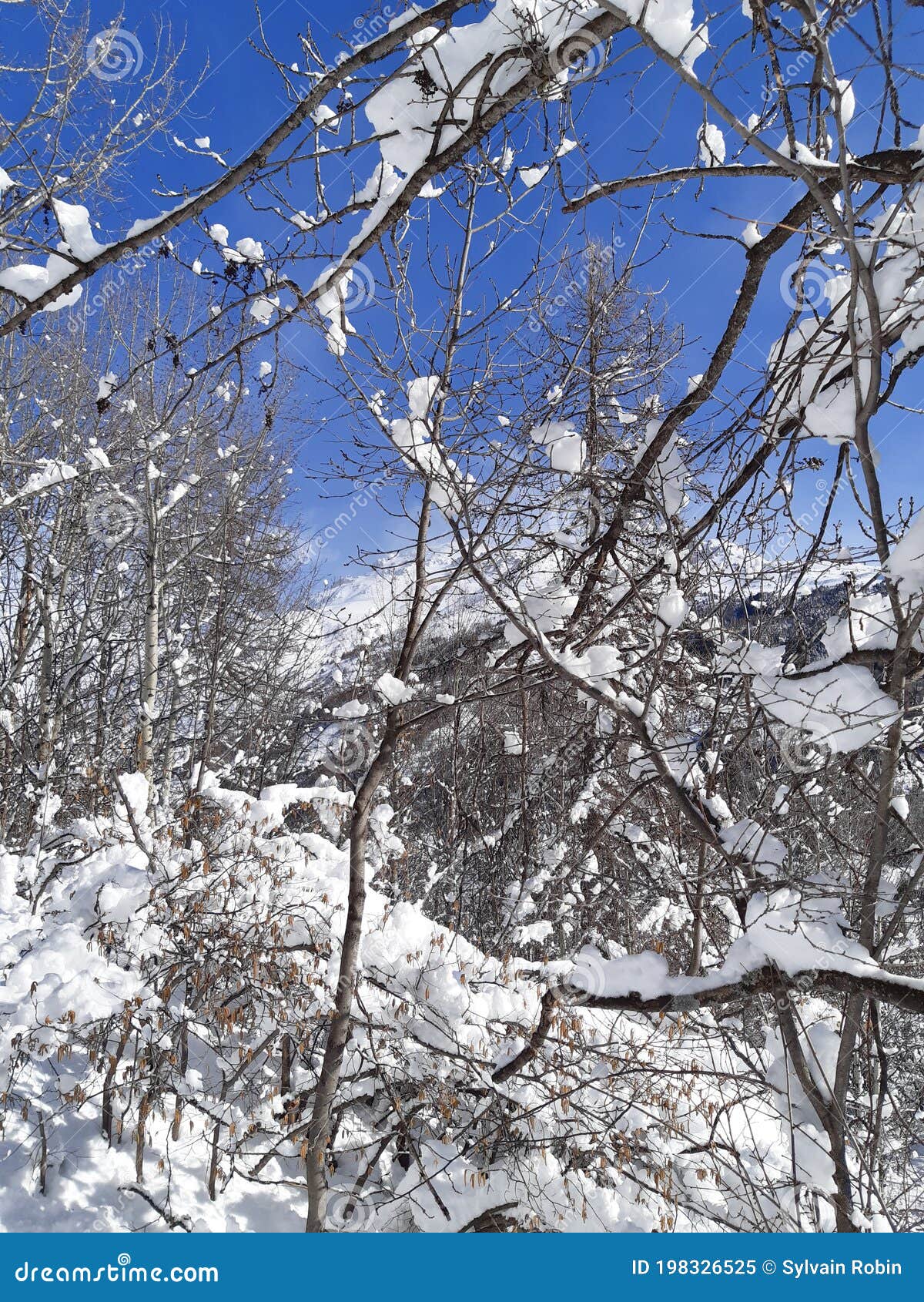Winter Alps Mountains with Snow Covered Fir Pine Trees Stock Image ...