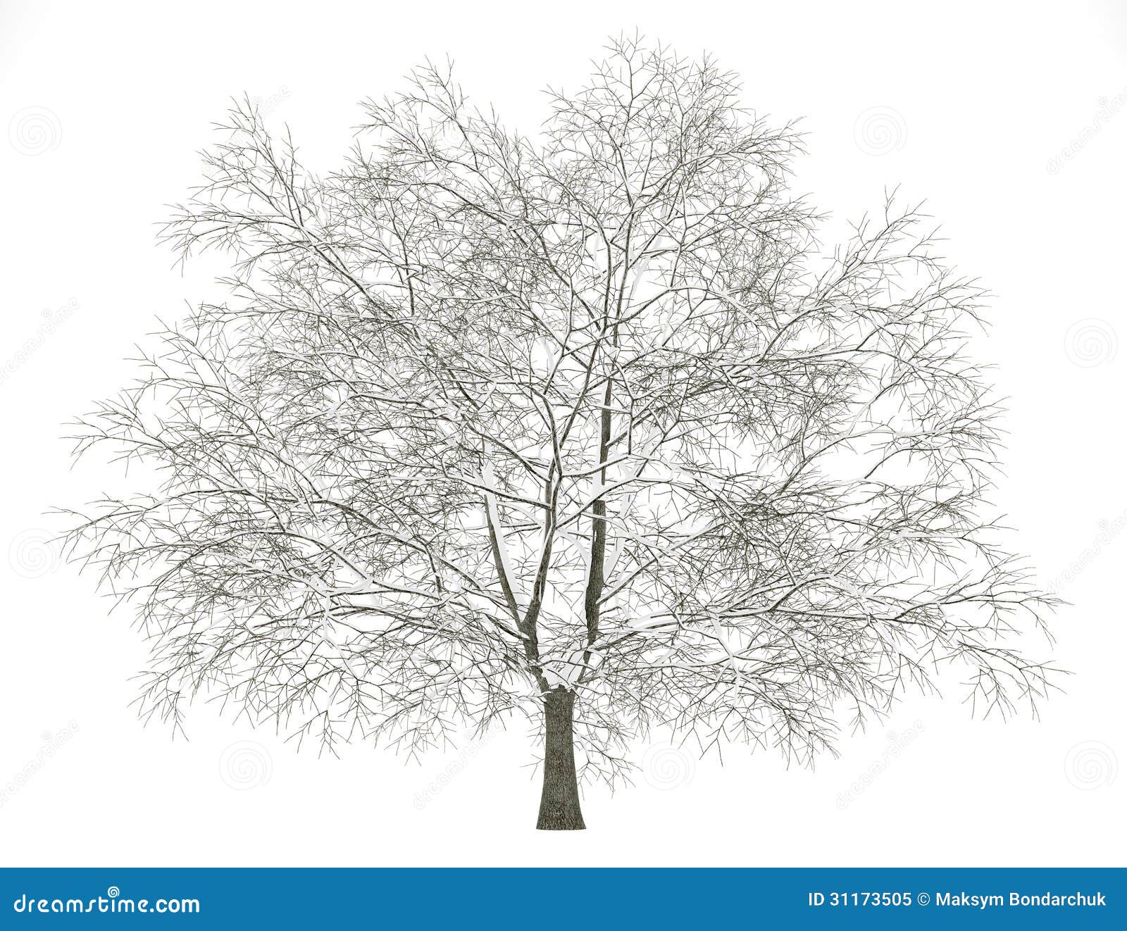 Winter American Beech Tree Isolated on White Stock Illustration ...