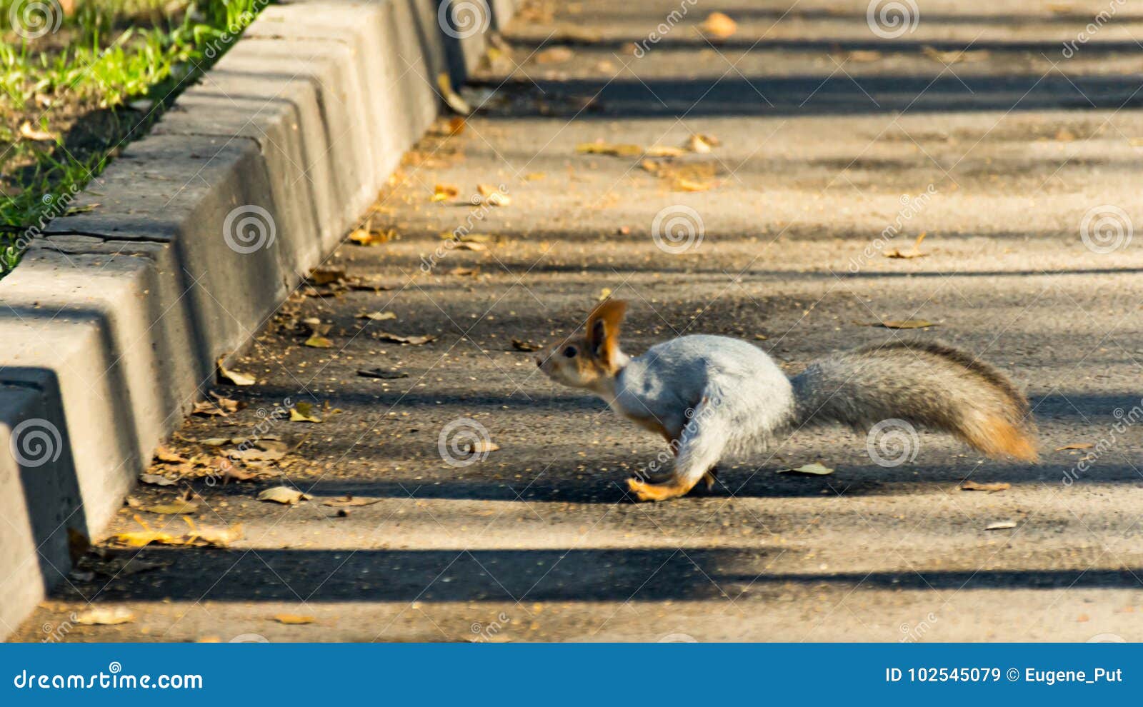 Winter Animals: Red Squirrel, Grey Winter Coat, Crossing a Walkway in ...