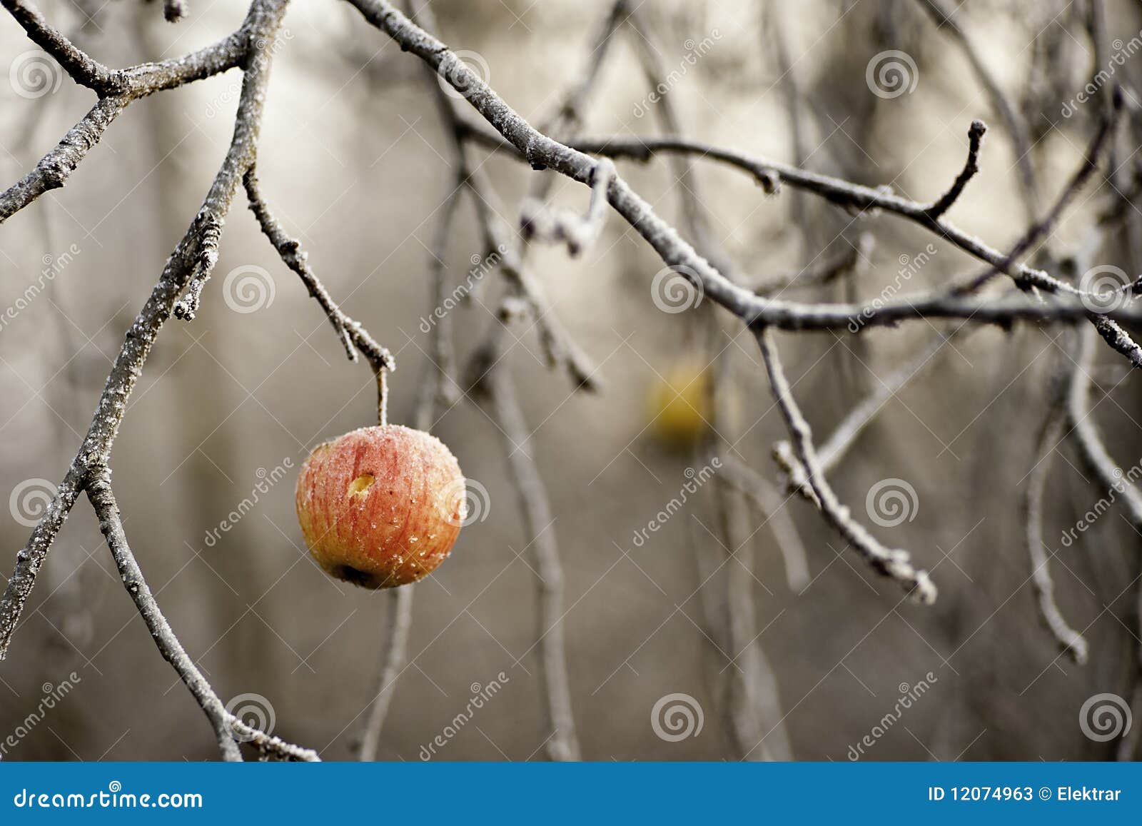 Winter apple stock image. Image of rime, cold, frozen - 12074963