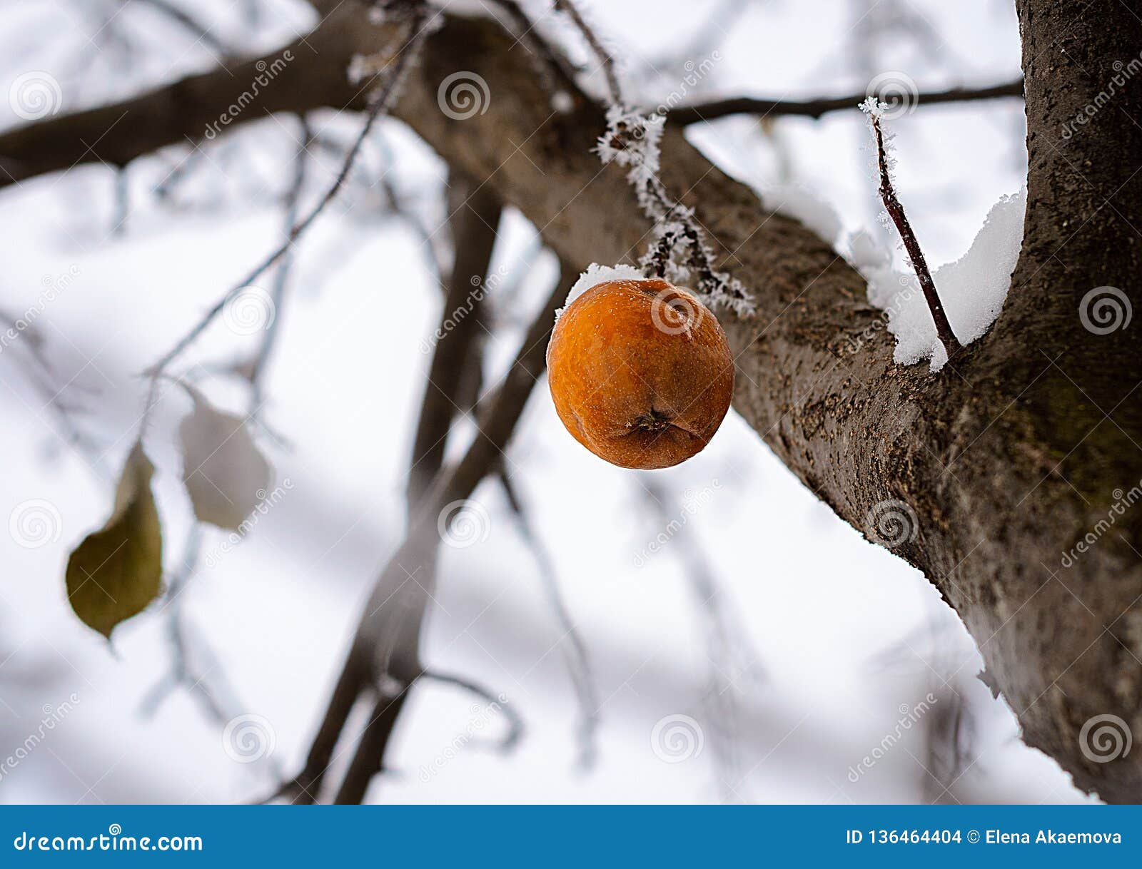 Winter Apple on the tree stock photo. Image of brown - 136464404