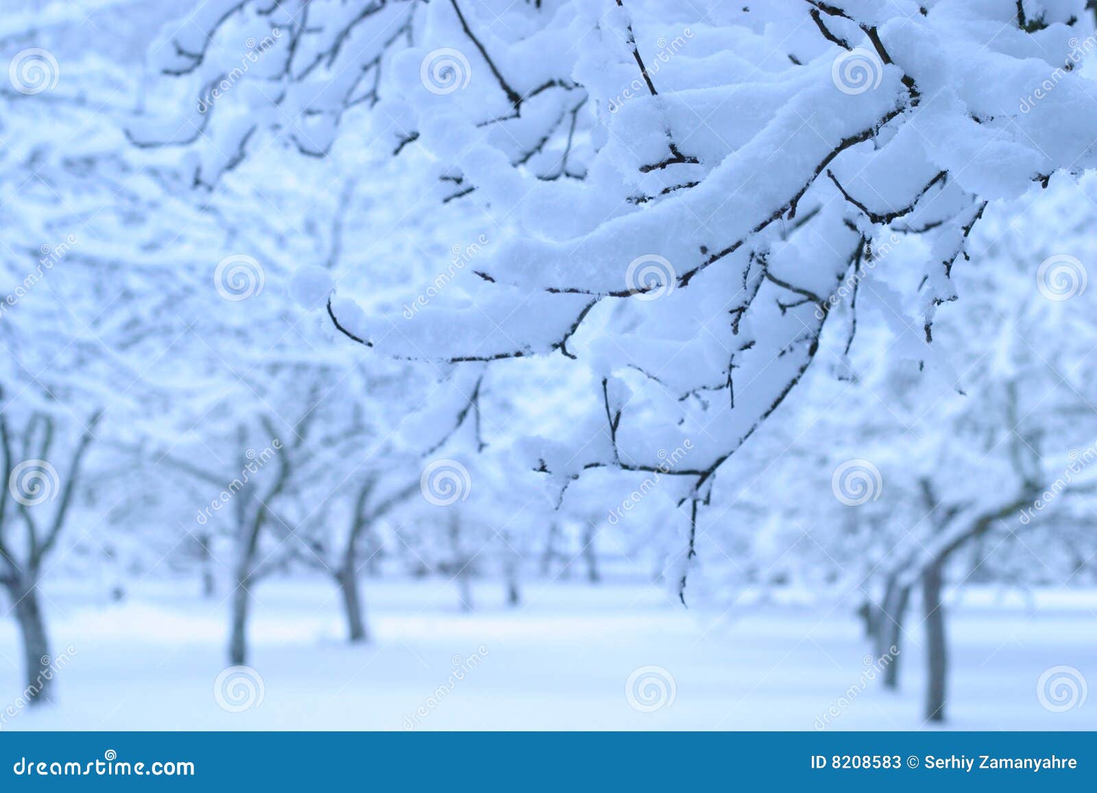 Winter apple tree garden stock image. Image of frost, branch - 8208583