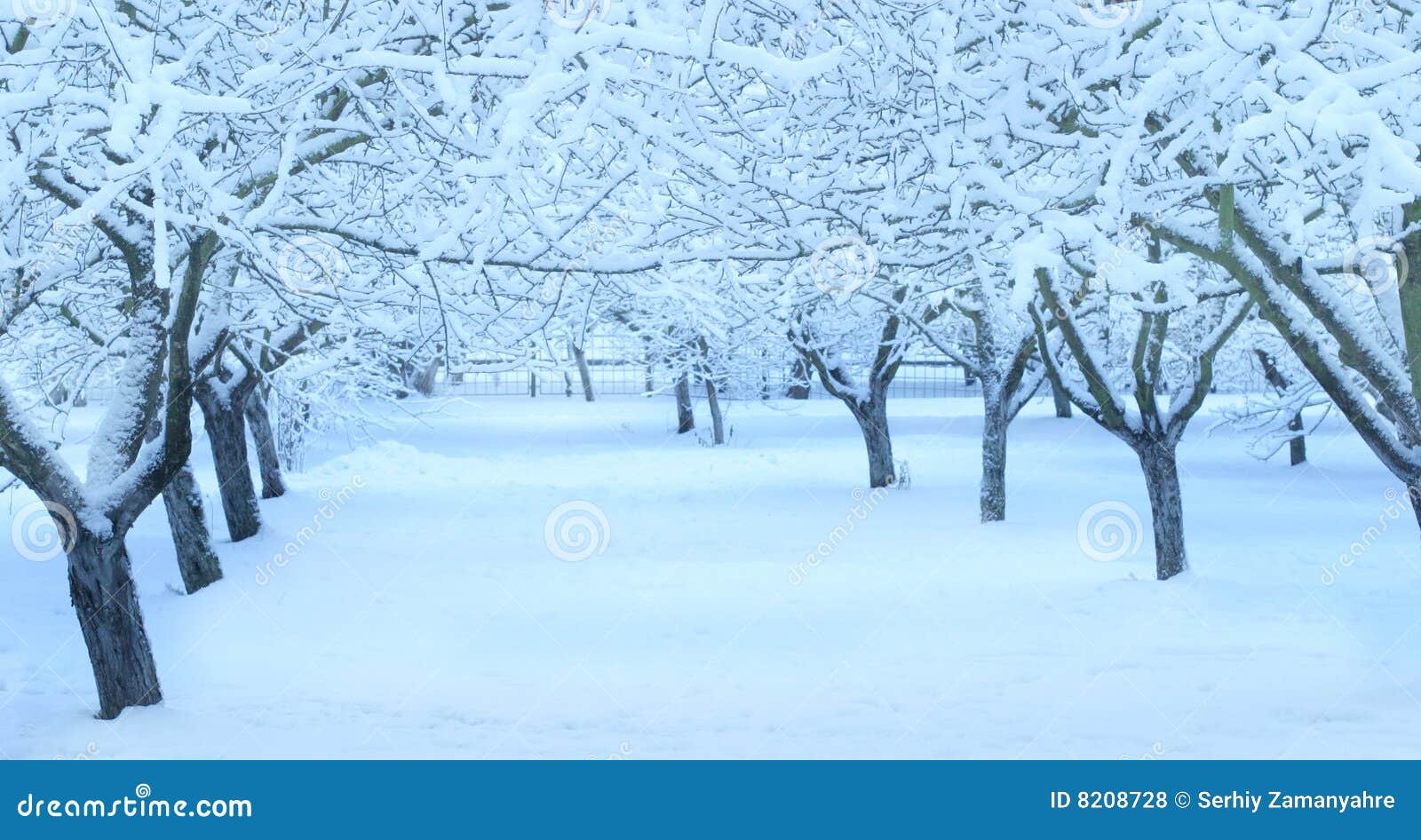 Winter apple tree garden stock photo. Image of panoramic - 8208728