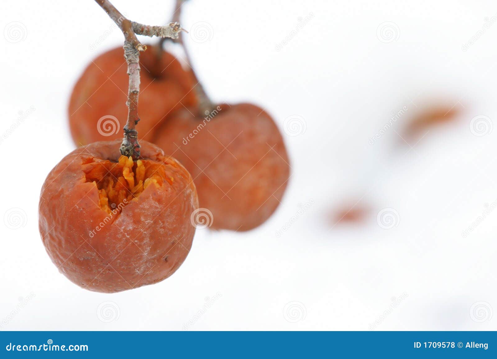 Winter apples stock photo. Image of apple, cold, snow - 1709578