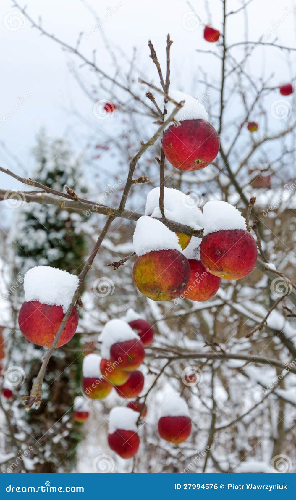 Winter apples stock photo. Image of healthy, apple, farm - 27994576