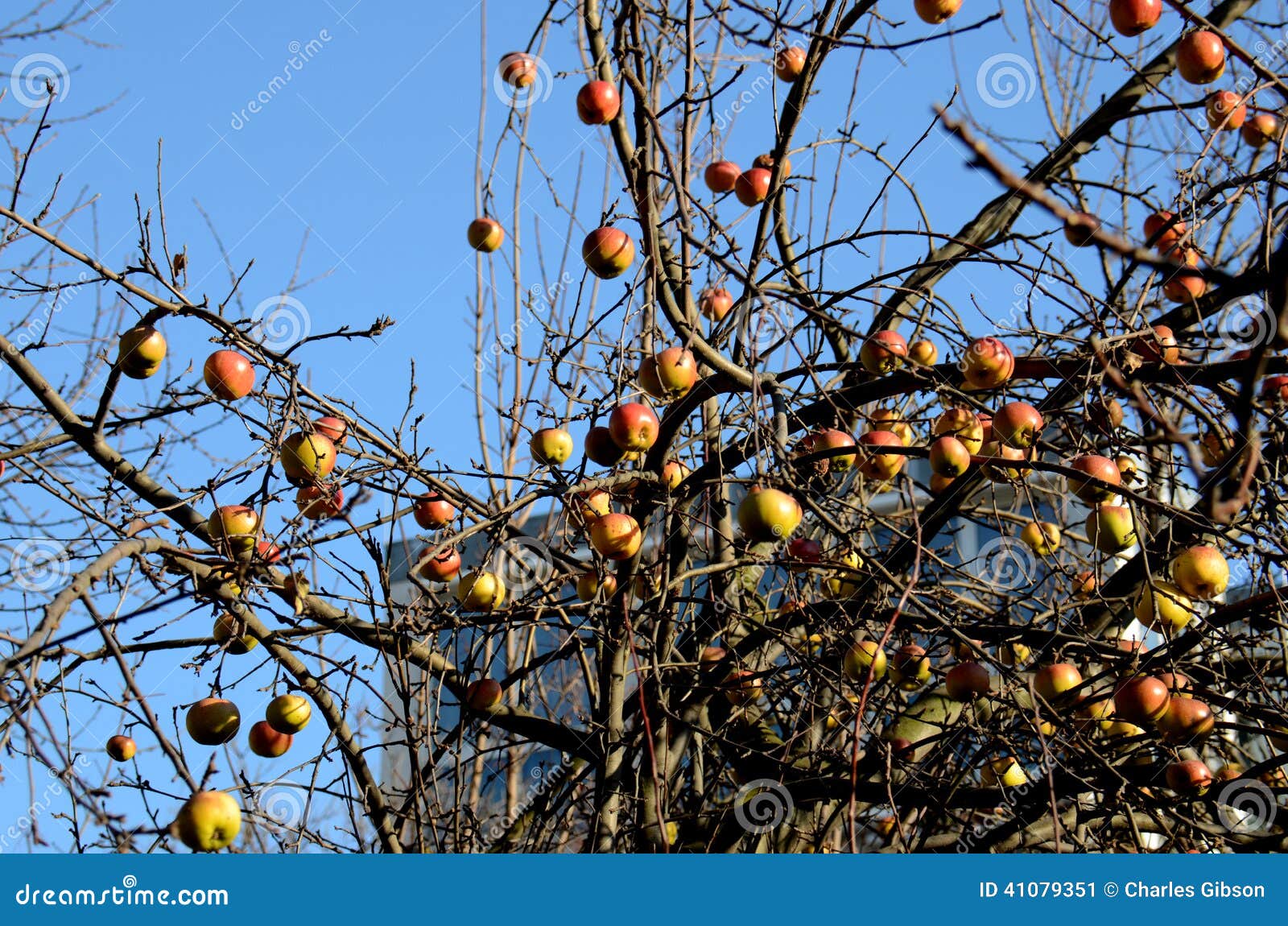 Winter apples stock image. Image of austria, vienna, flora - 41079351