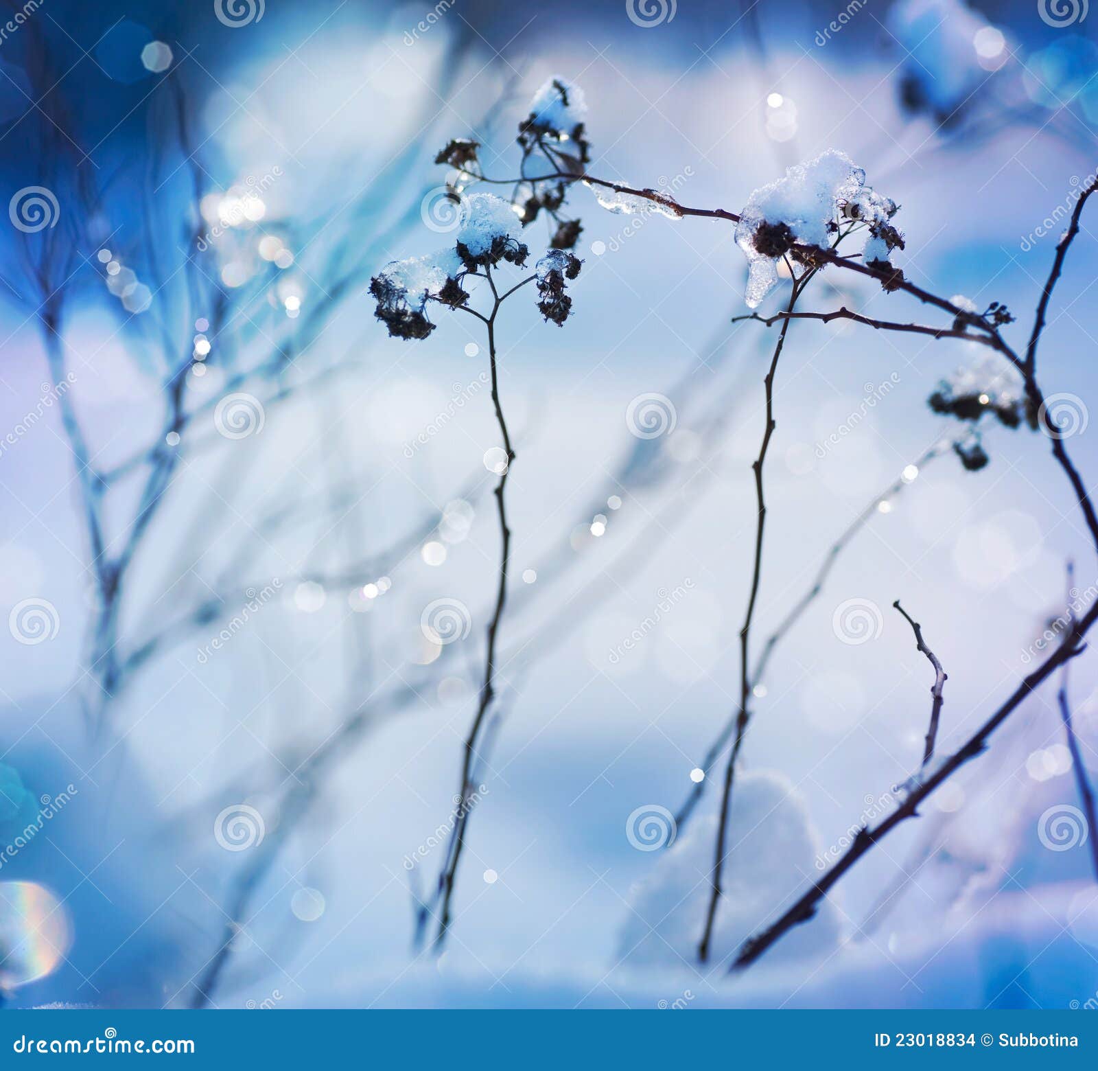 Winter art design. Snow stock photo. Image of bokeh, freeze - 23018834