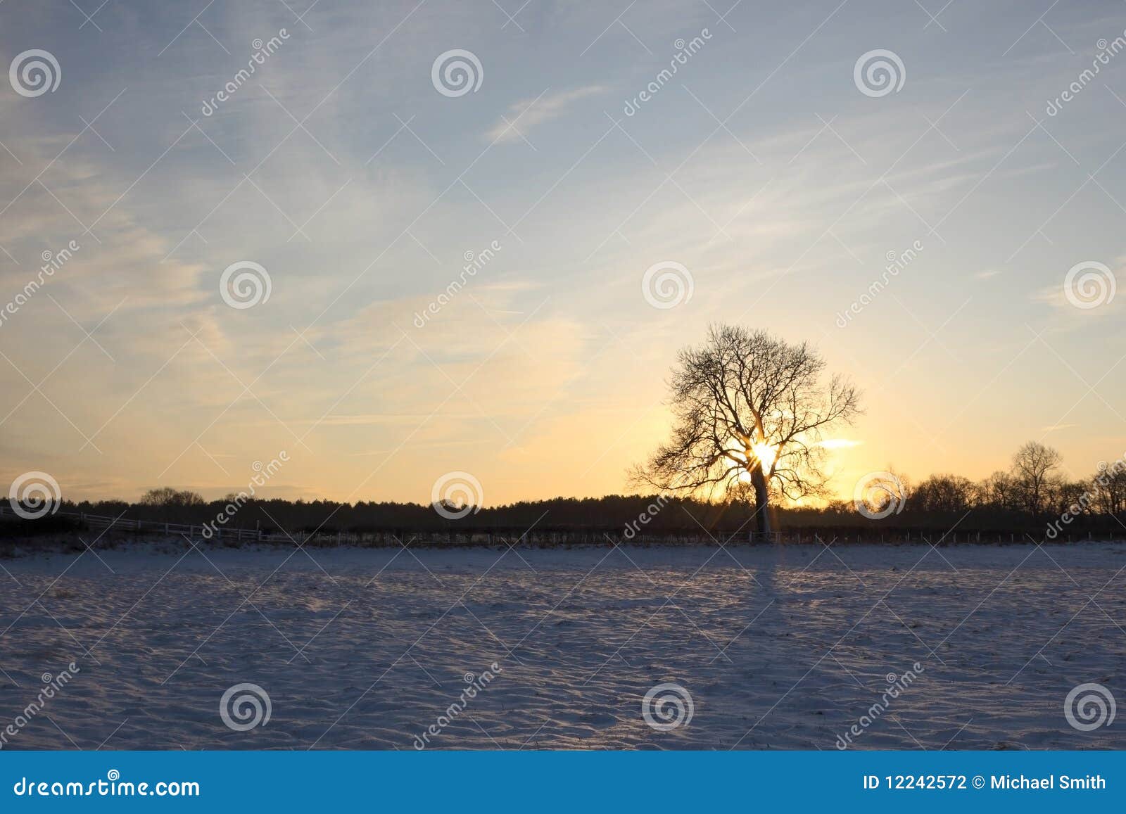 Winter ash tree with snow stock photo. Image of crisp - 12242572