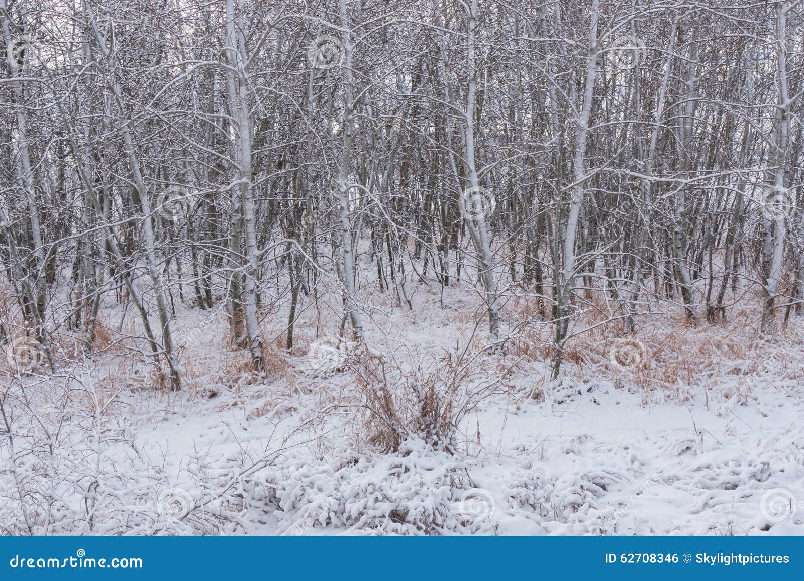 Winter Aspen Tree Grove 1 stock photo. Image of frost - 62708346